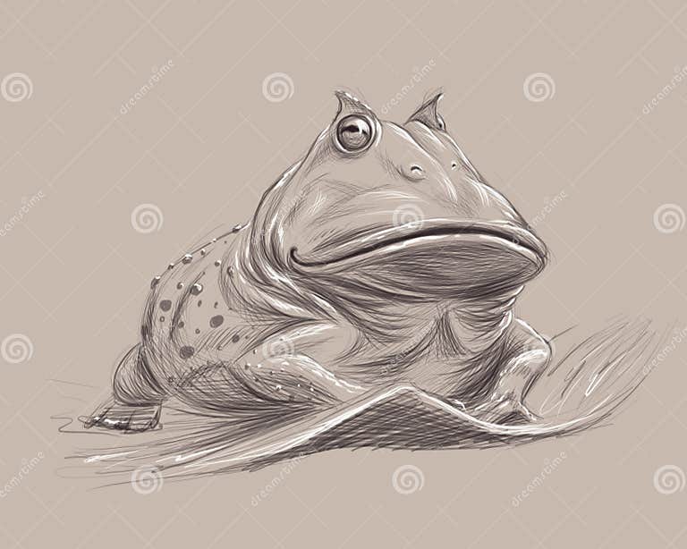 Hand Drawn Sketch of a Toad Stock Illustration - Illustration of line ...