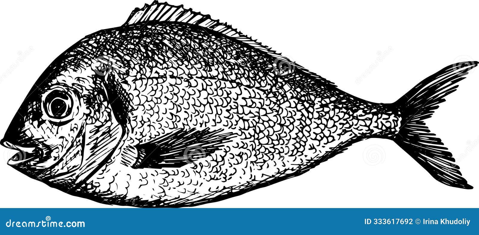 Hand Drawn Sketched of Dorado Fish Stock Illustration - Illustration of ...