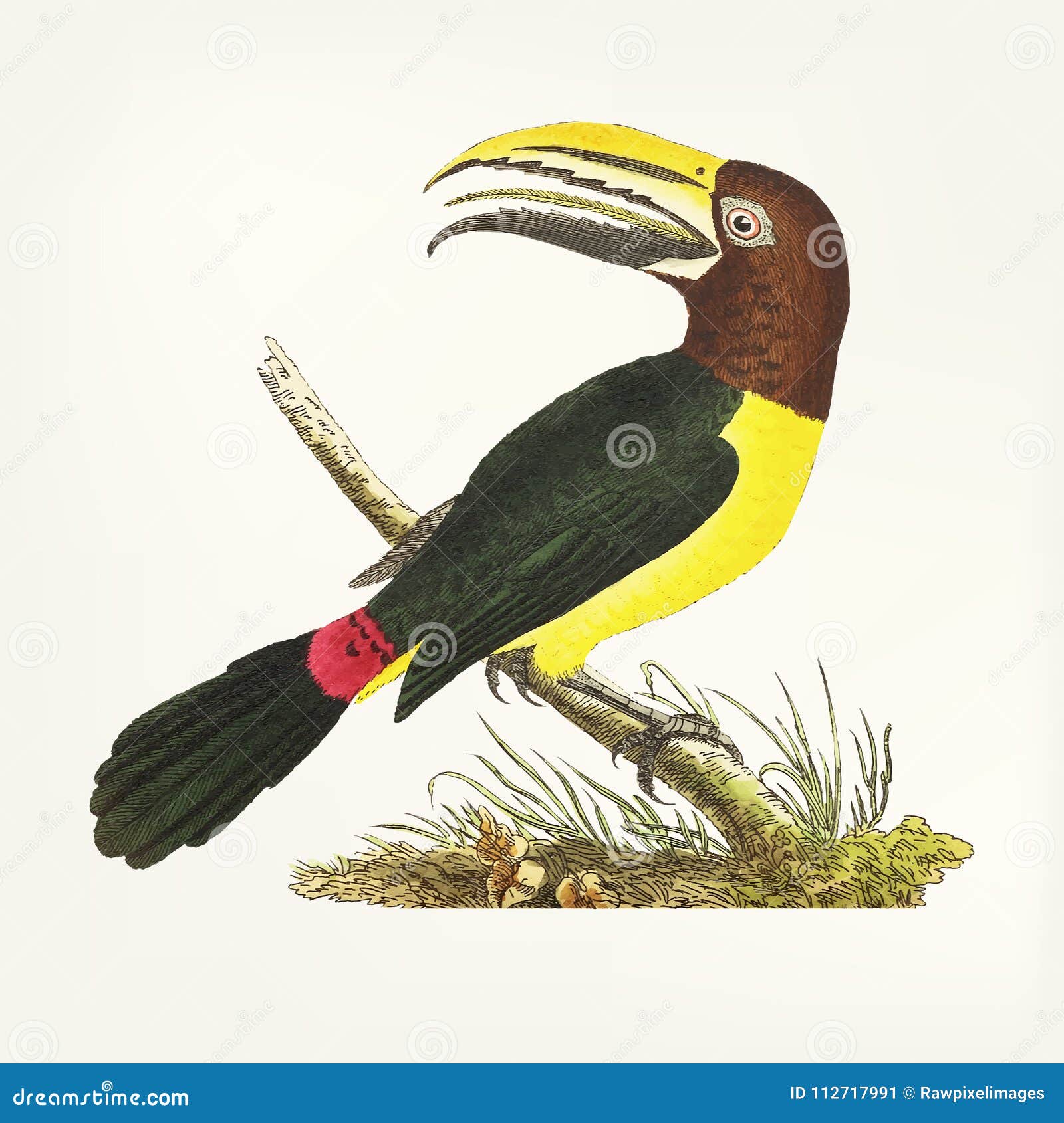 Hand drawn of a small bird stock illustration. Illustration of small ...