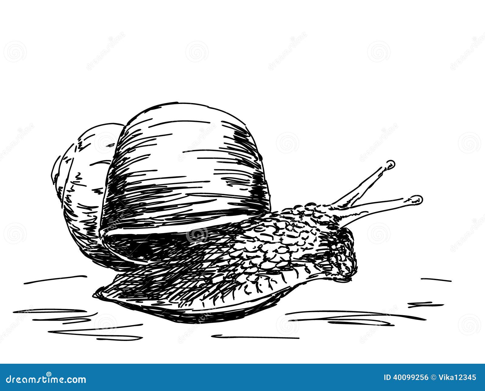 Hand drawn snail stock vector. Illustration of snail - 40099256