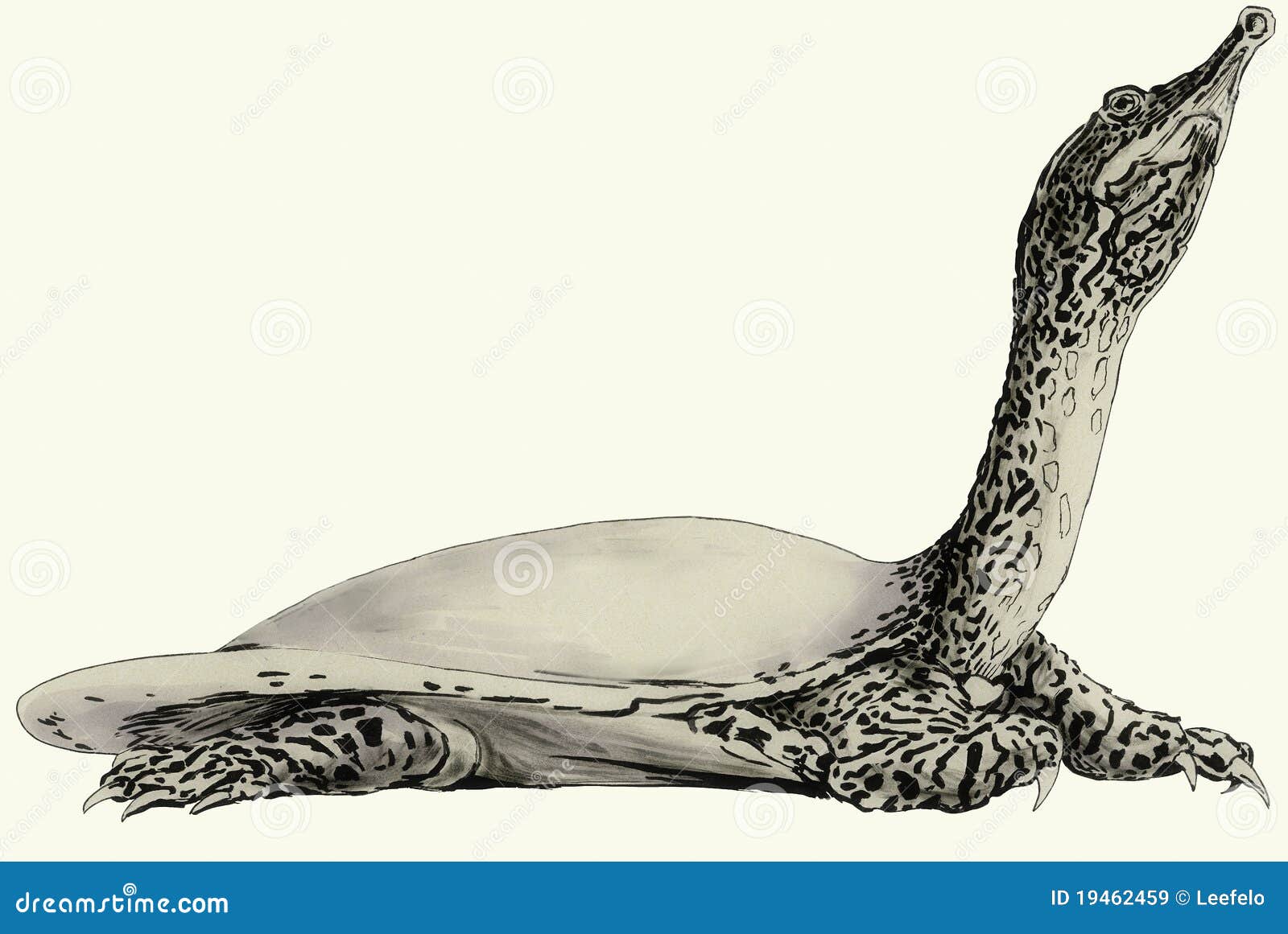Hand-drawn Soft Shell Turtle Stock Illustration - Illustration of ...