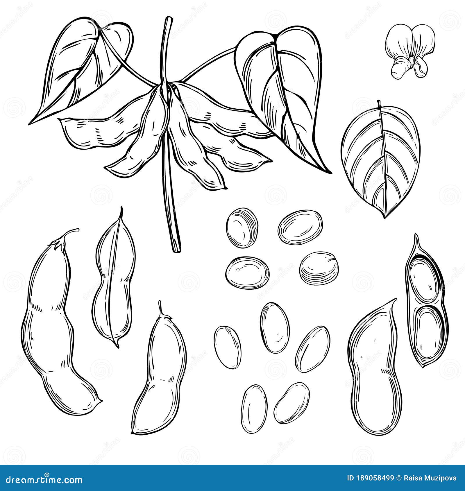 Soybean Plant. Vector Sketch Illustration Stock Vector - Illustration ...