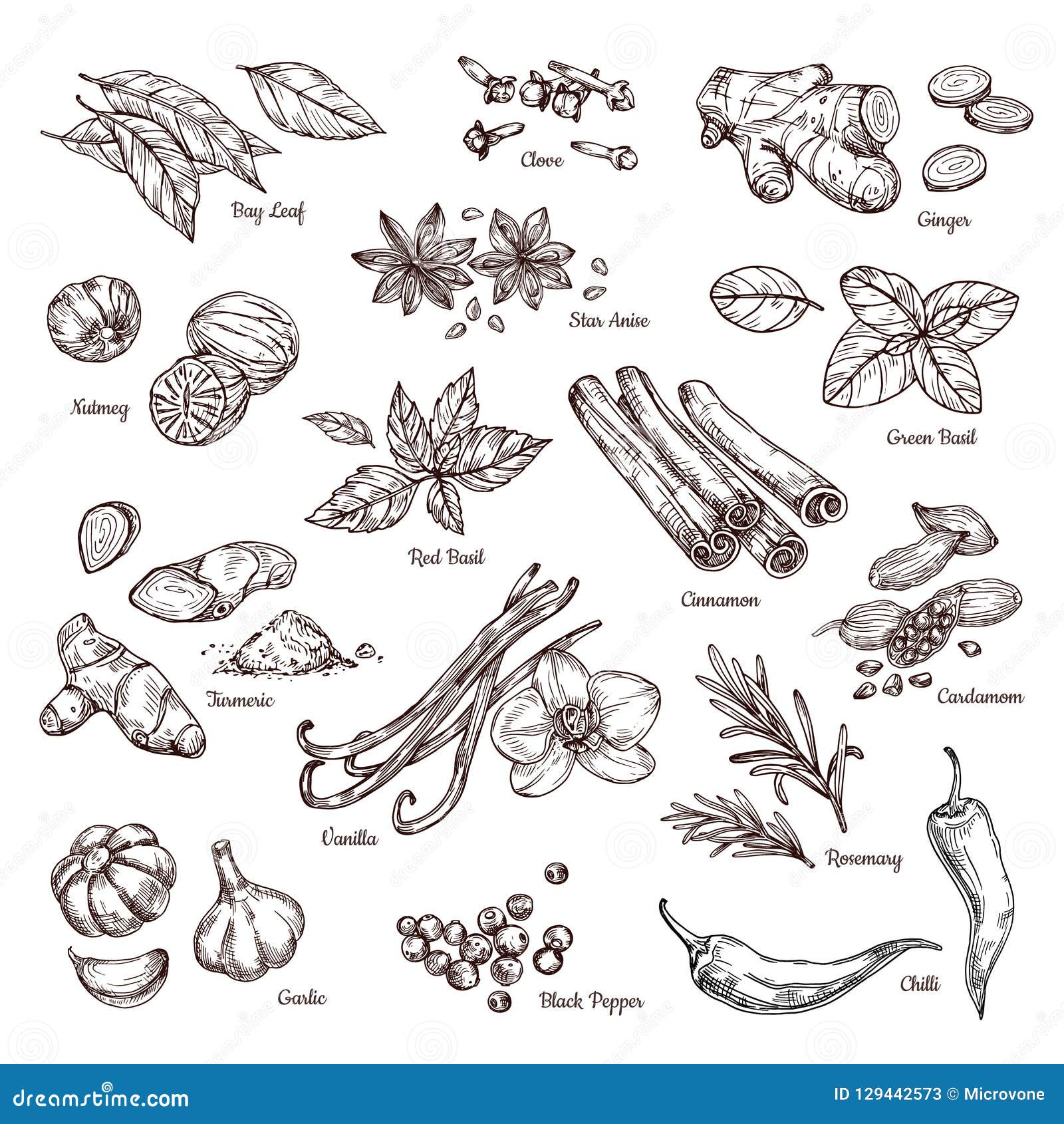 Hand Drawn Spices. Vanilla and Pepper, Cinnamon and Garlic Stock Vector ... Hand Drawn Spices. Vanilla and Pepper, Cinnamon and Garlic Stock Vector ...