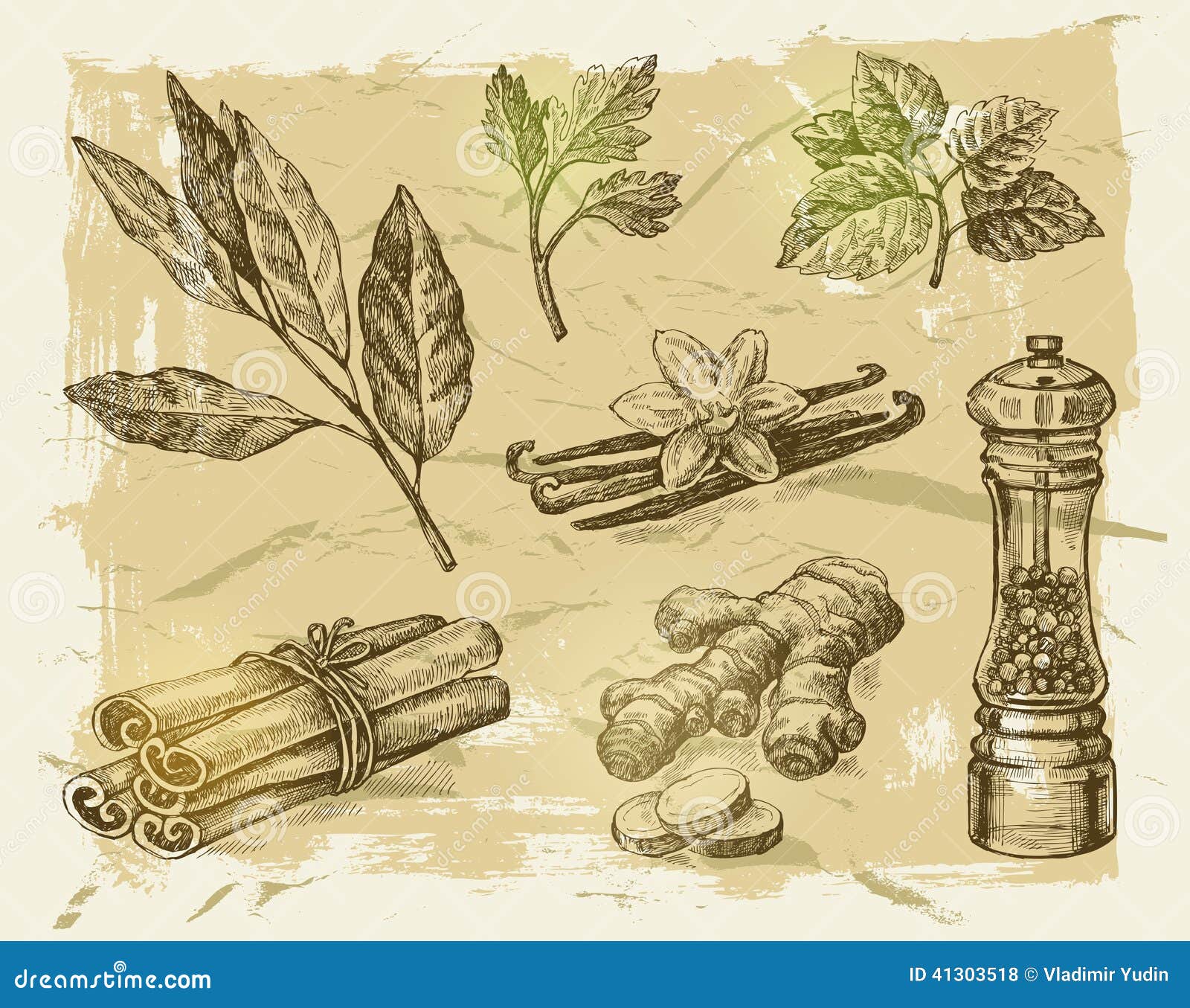 Hand drawn spices stock vector. Illustration of design - 41303518