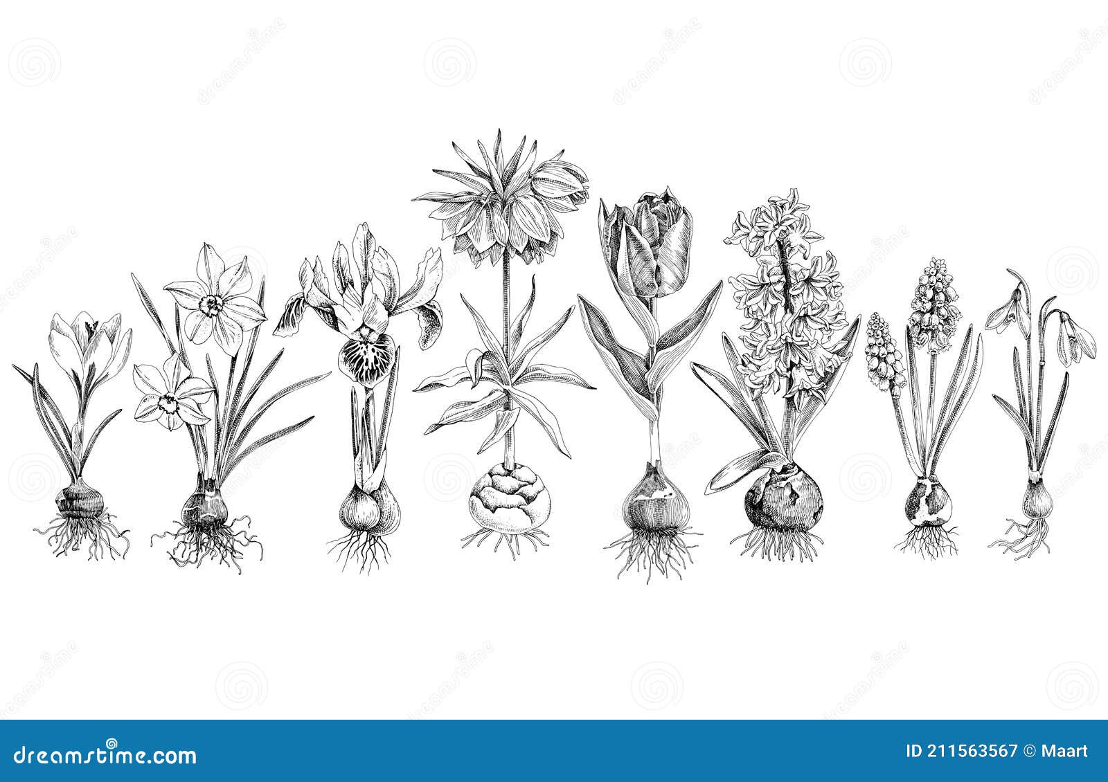 Hand Drawn Spring Bulbous Flowers Stock Vector - Illustration of ...