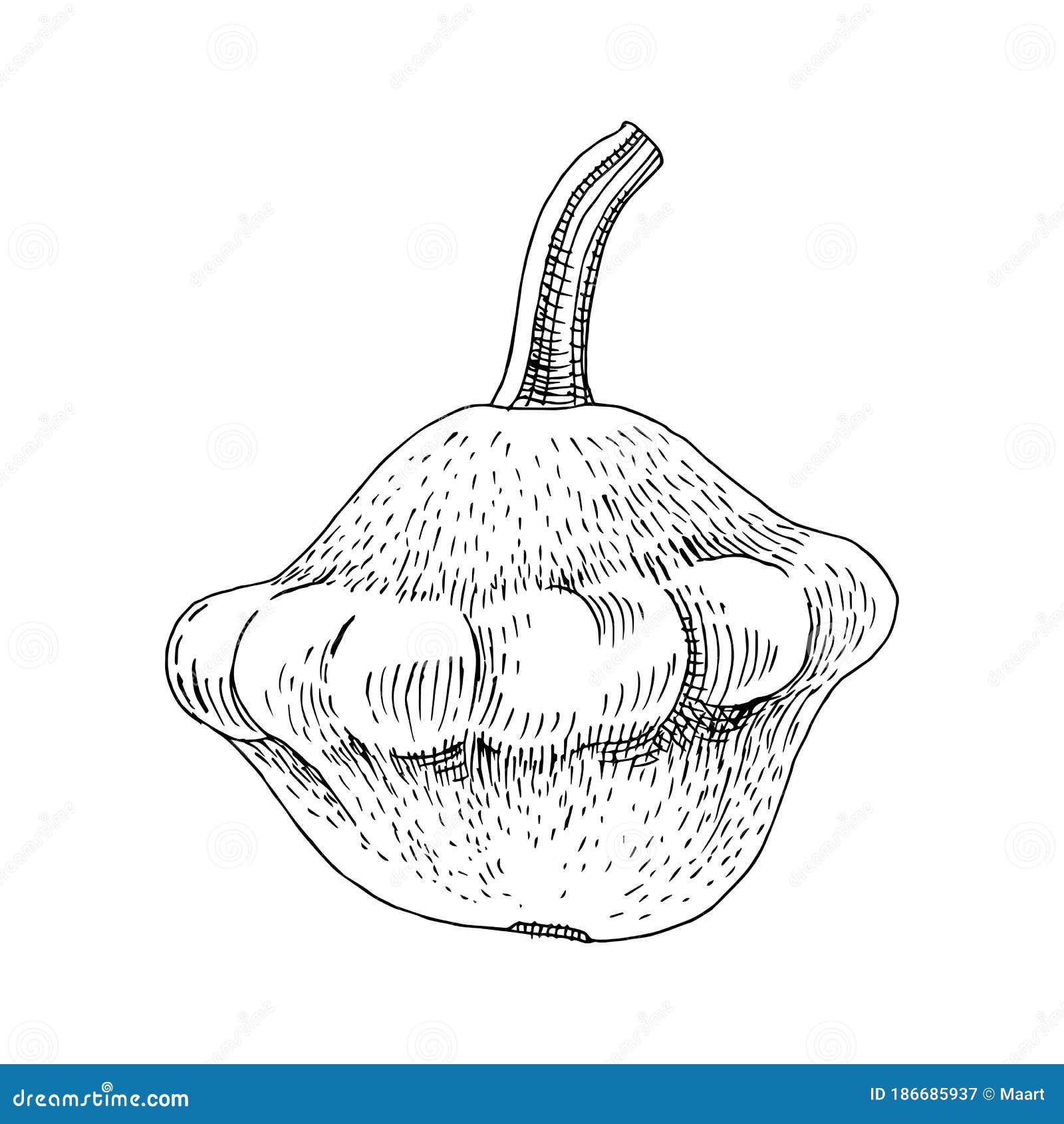 Hand drawn squash stock vector. Illustration of patisson - 186685937