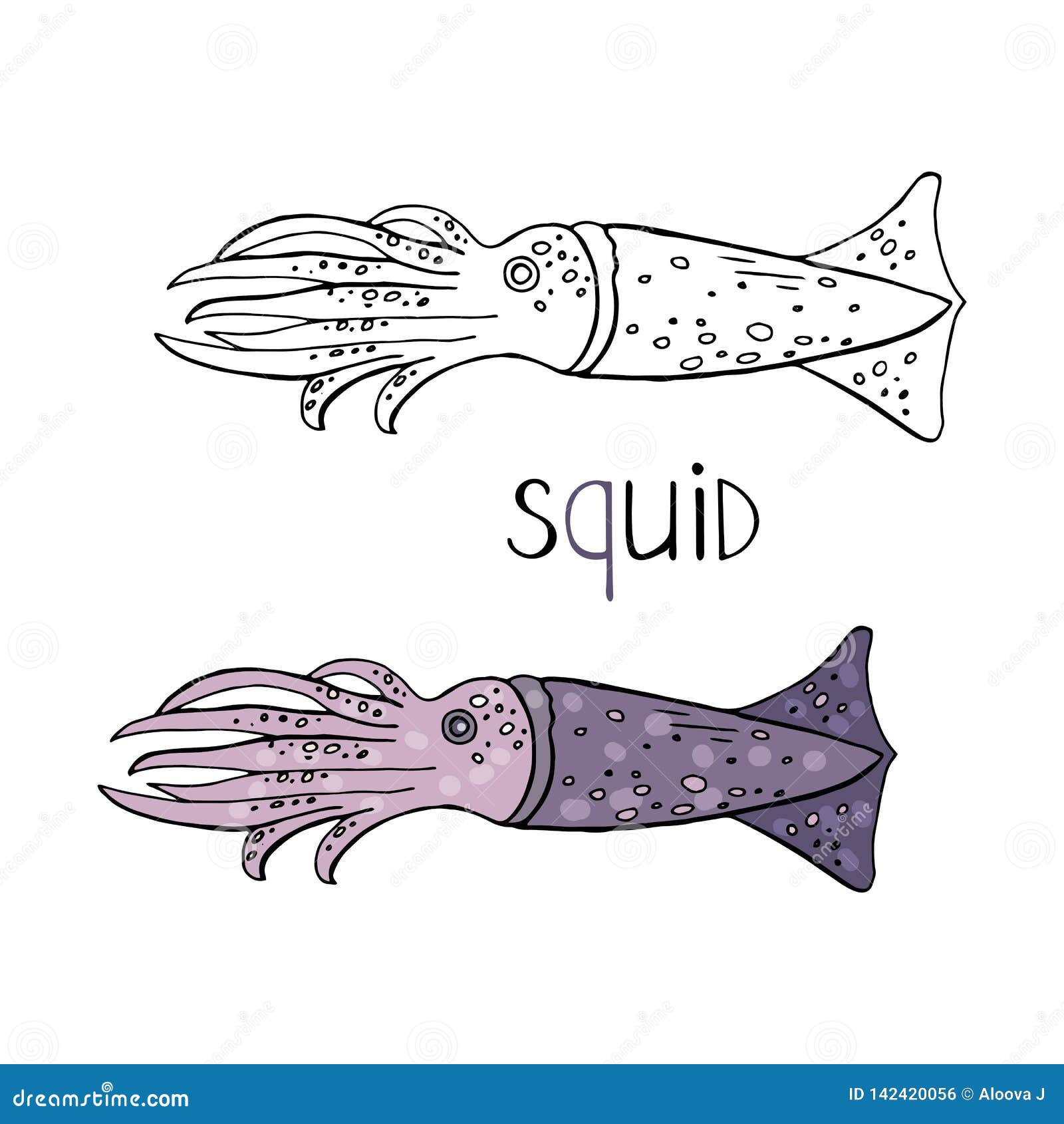Hand Drawn Squid Black and White and Color Isolated on White Background ...