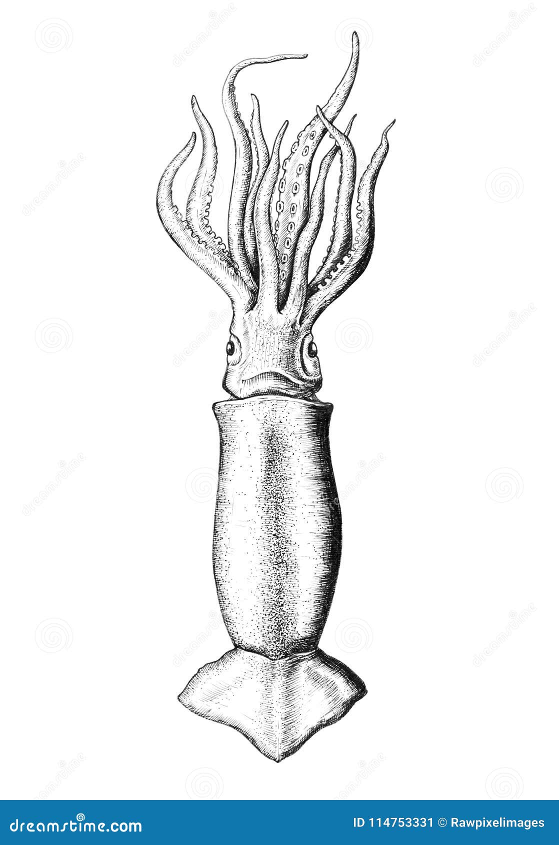 Hand Drawn Squid Isolated Illustration Stock Illustration ...