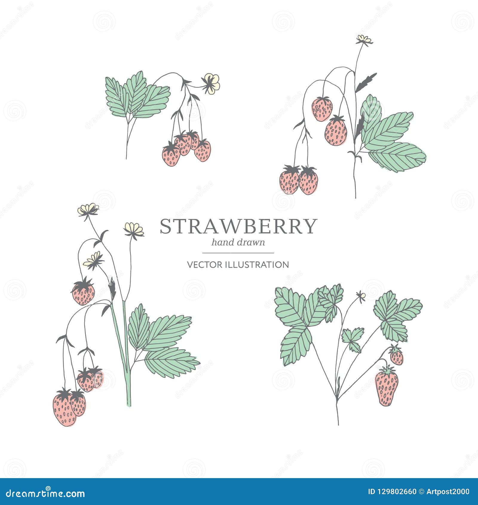 Hand drawn strawberry set. stock vector. Illustration of organic - 129802660