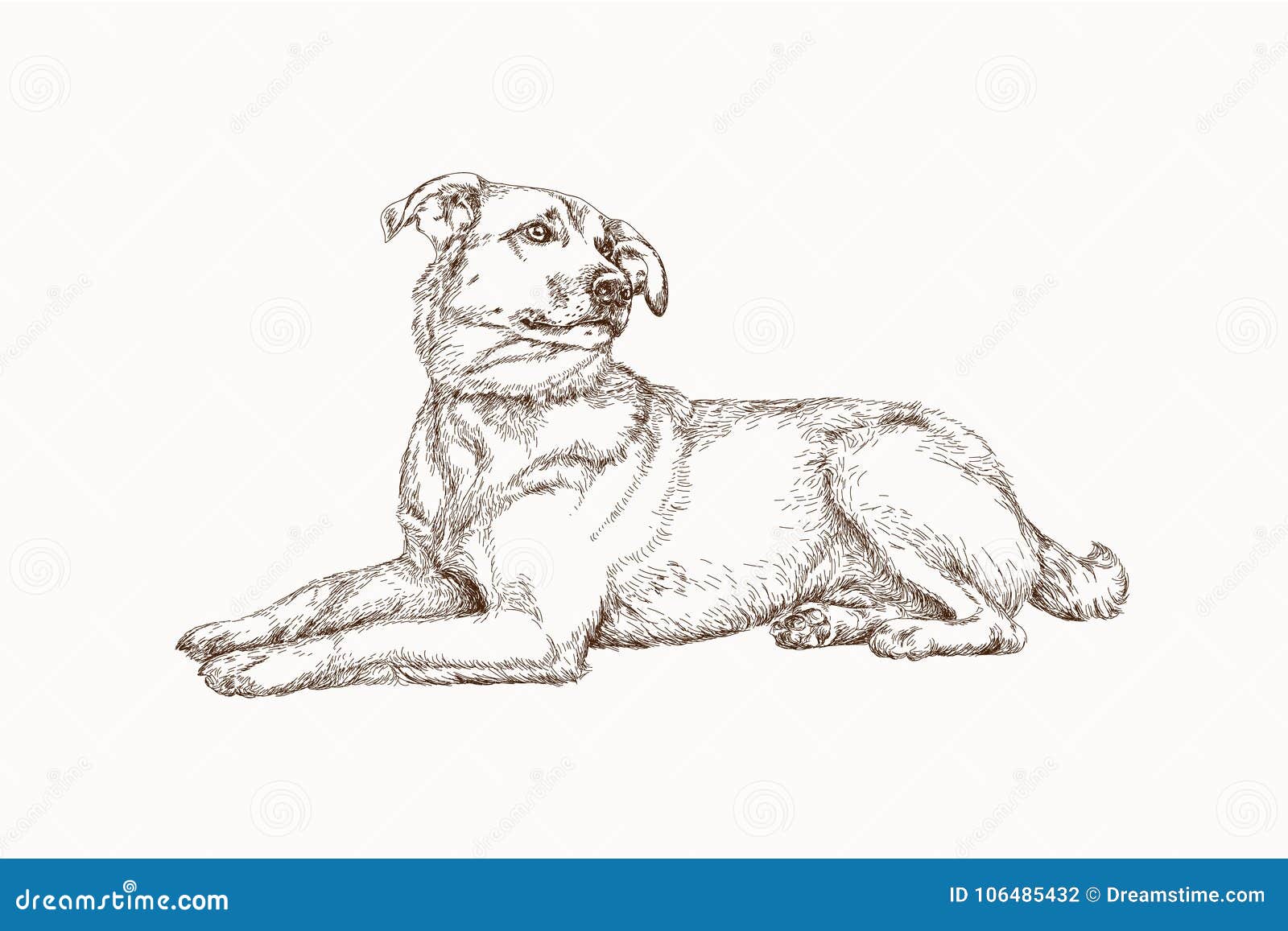 Hand drawn street dog stock vector. Illustration of illustrations ...