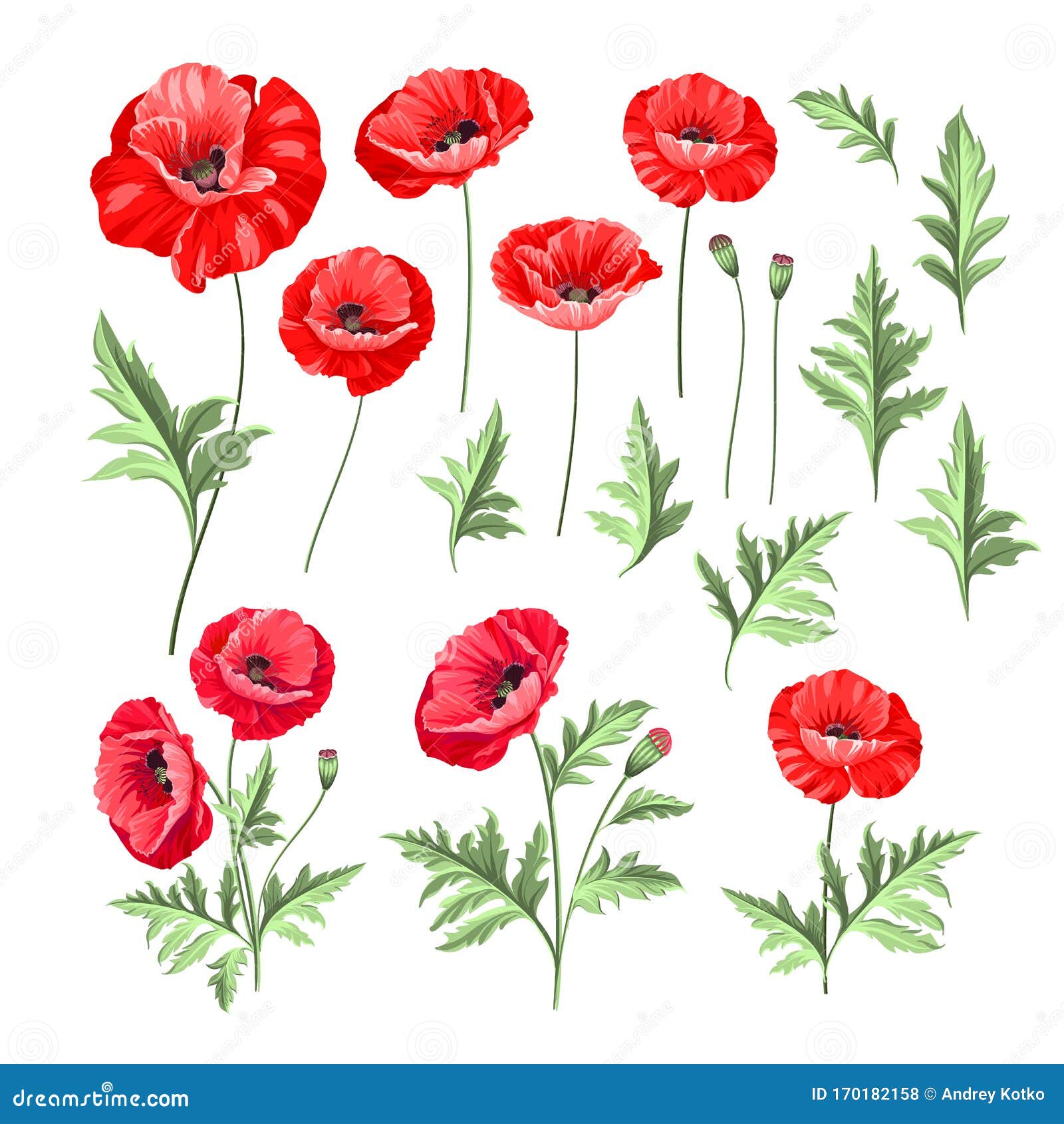 Hand Drawn Style Set Of White Poppy Botanical Illustration Of Flowers