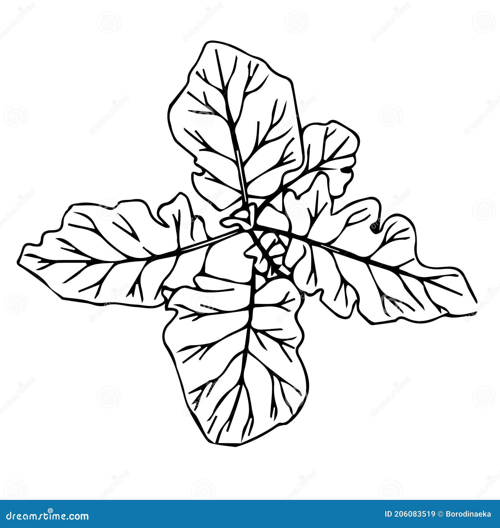 Hand-drawn Stylized Image of Cabbage Leaves. Stock Illustration ...