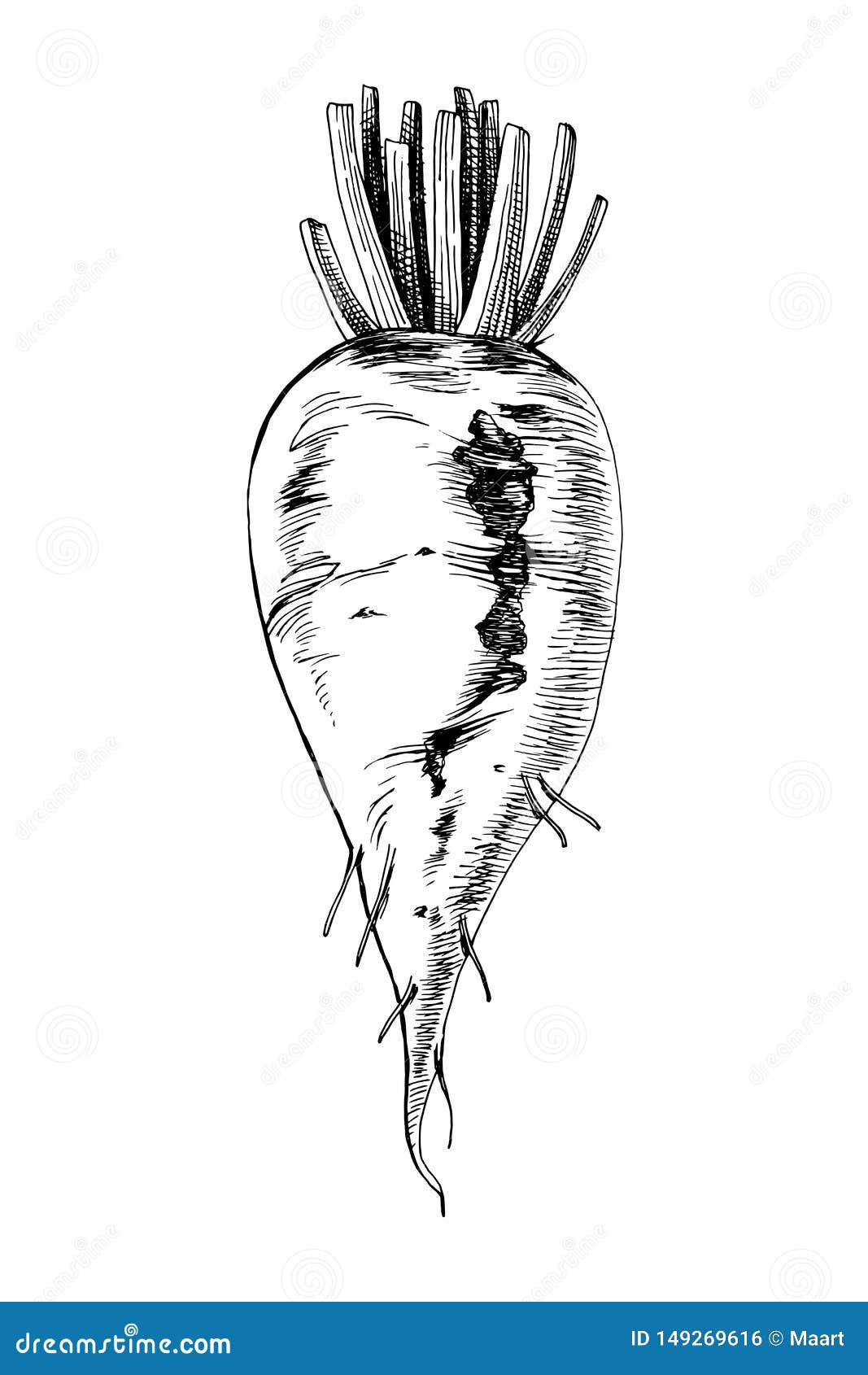 Sugar Beet Sketch Vegetables Outline Vector Artwork