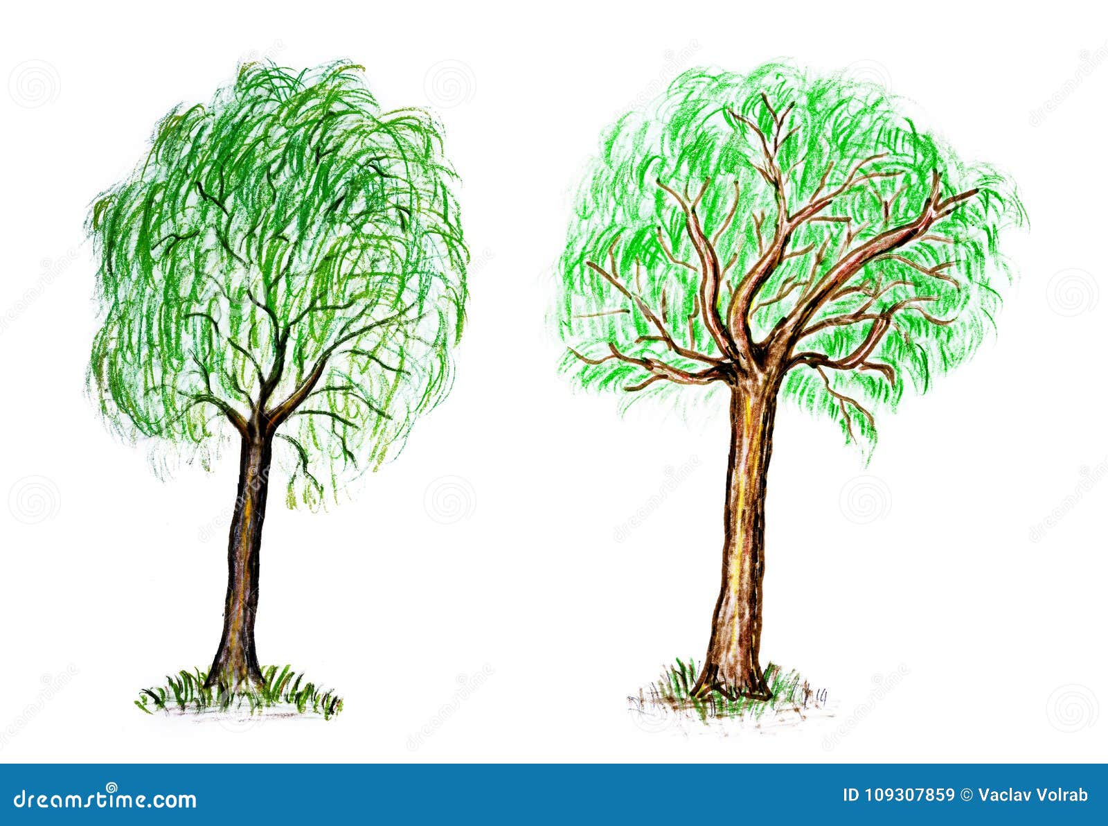 Hand Drawn Summer Deciduous Trees. Stock Image - Image of tree ...