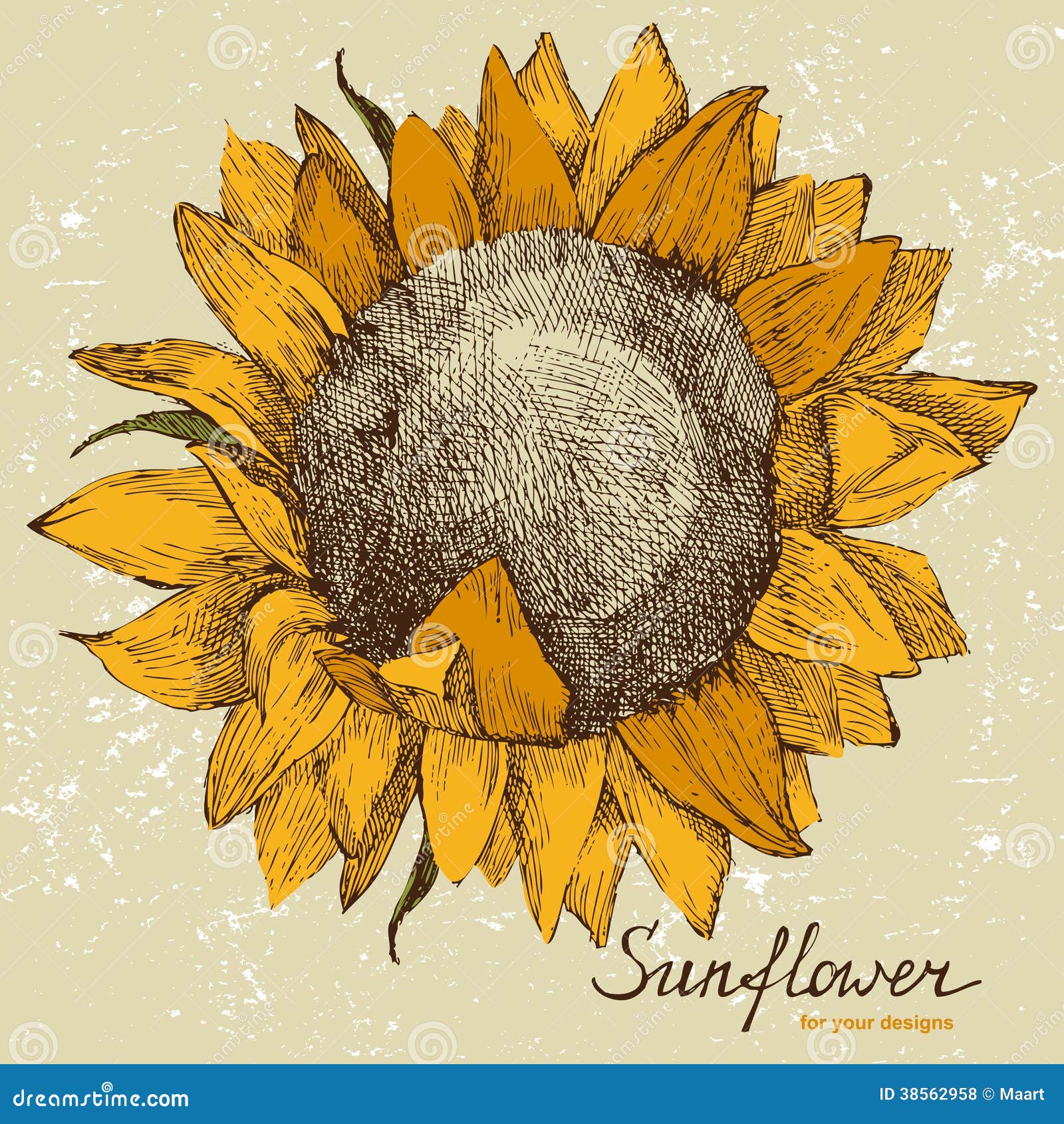 Hand drawn sunflower stock vector. Illustration of seeds - 38562958