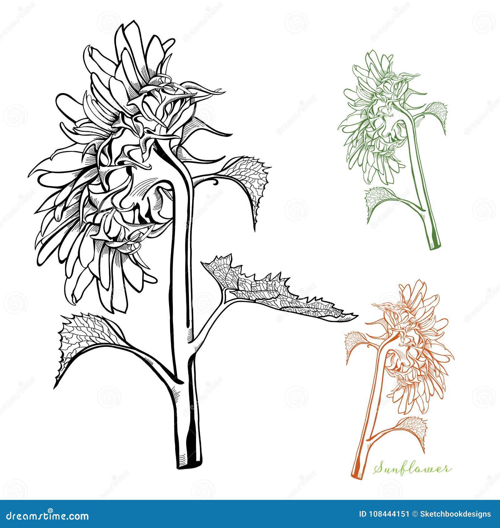 Sunflower Side View Vector Illustration Isolated On White Background ...