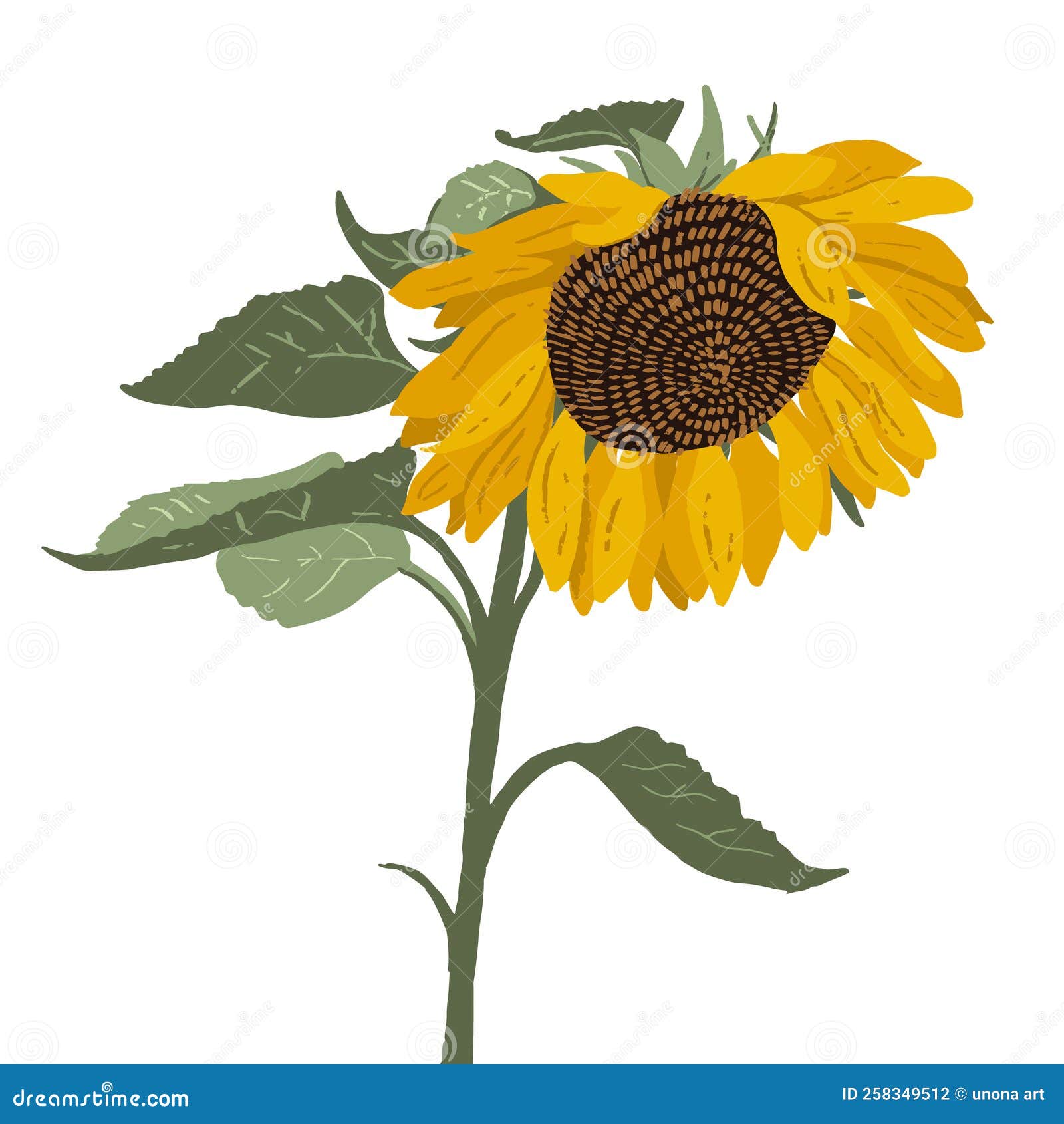 Hand drawn sunflower. stock vector. Illustration of isolated - 258349512