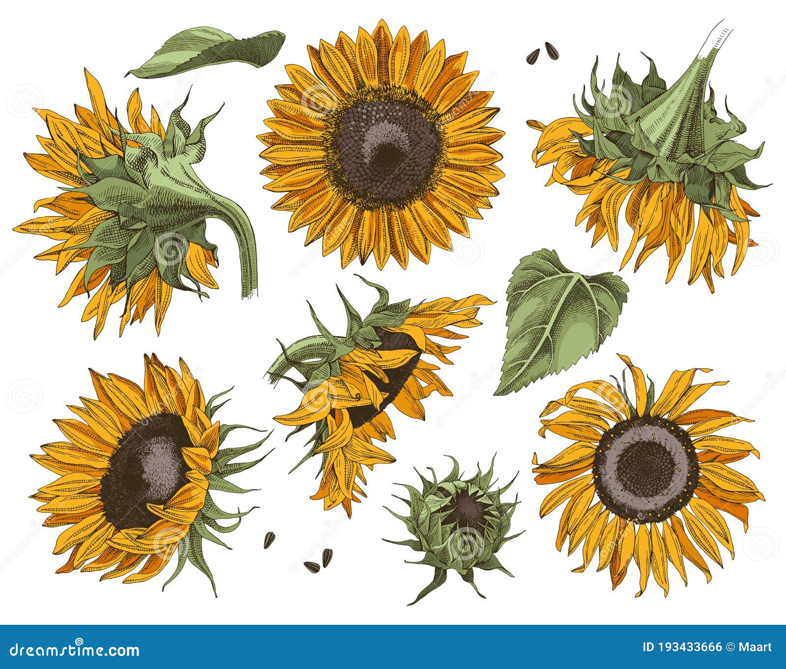 Hand drawn sunflowers set stock vector. Illustration of hand - 193433666