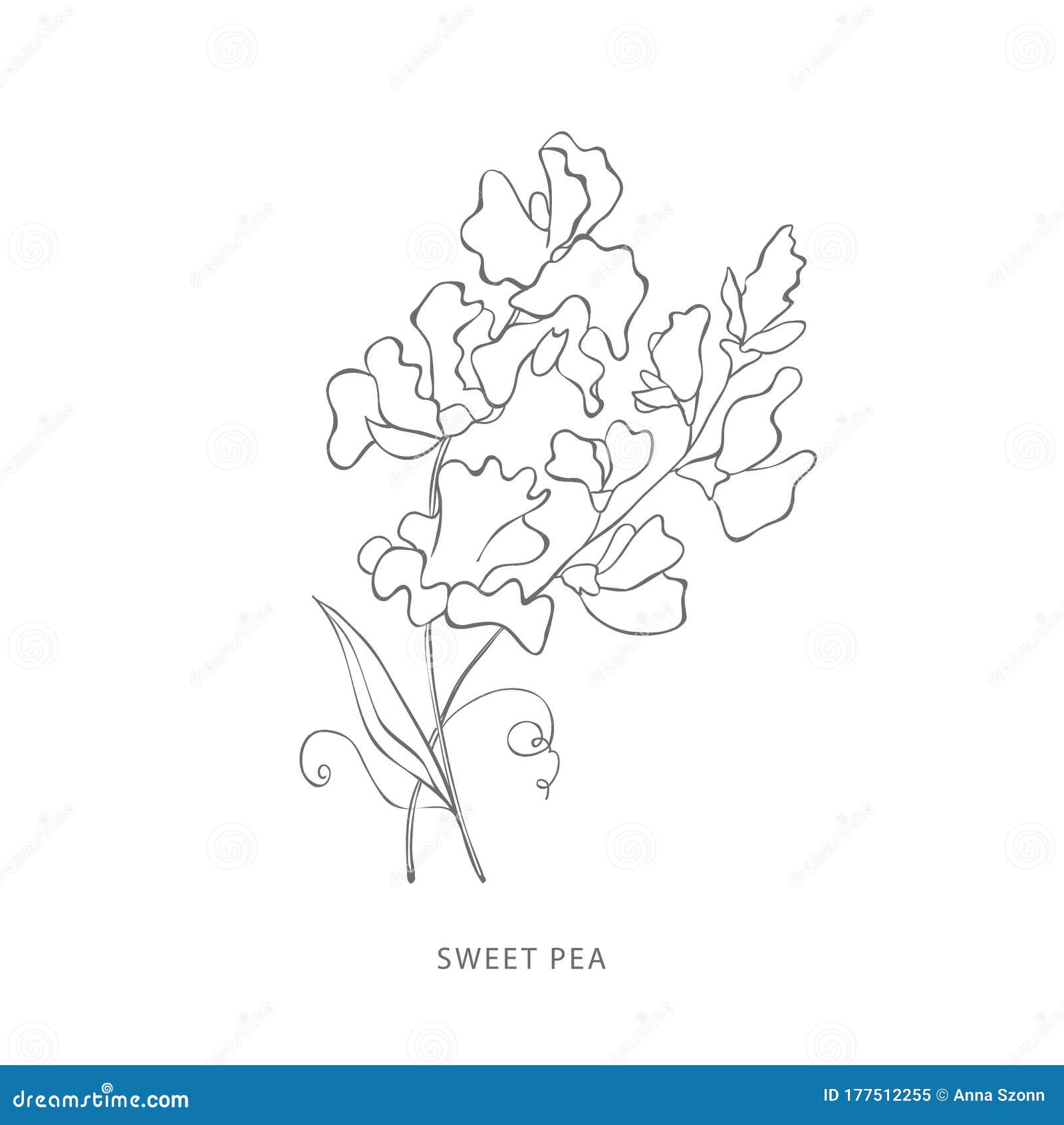 Hand Drawn Sweet Pea Flower.Plant Design Elements Stock Vector ...