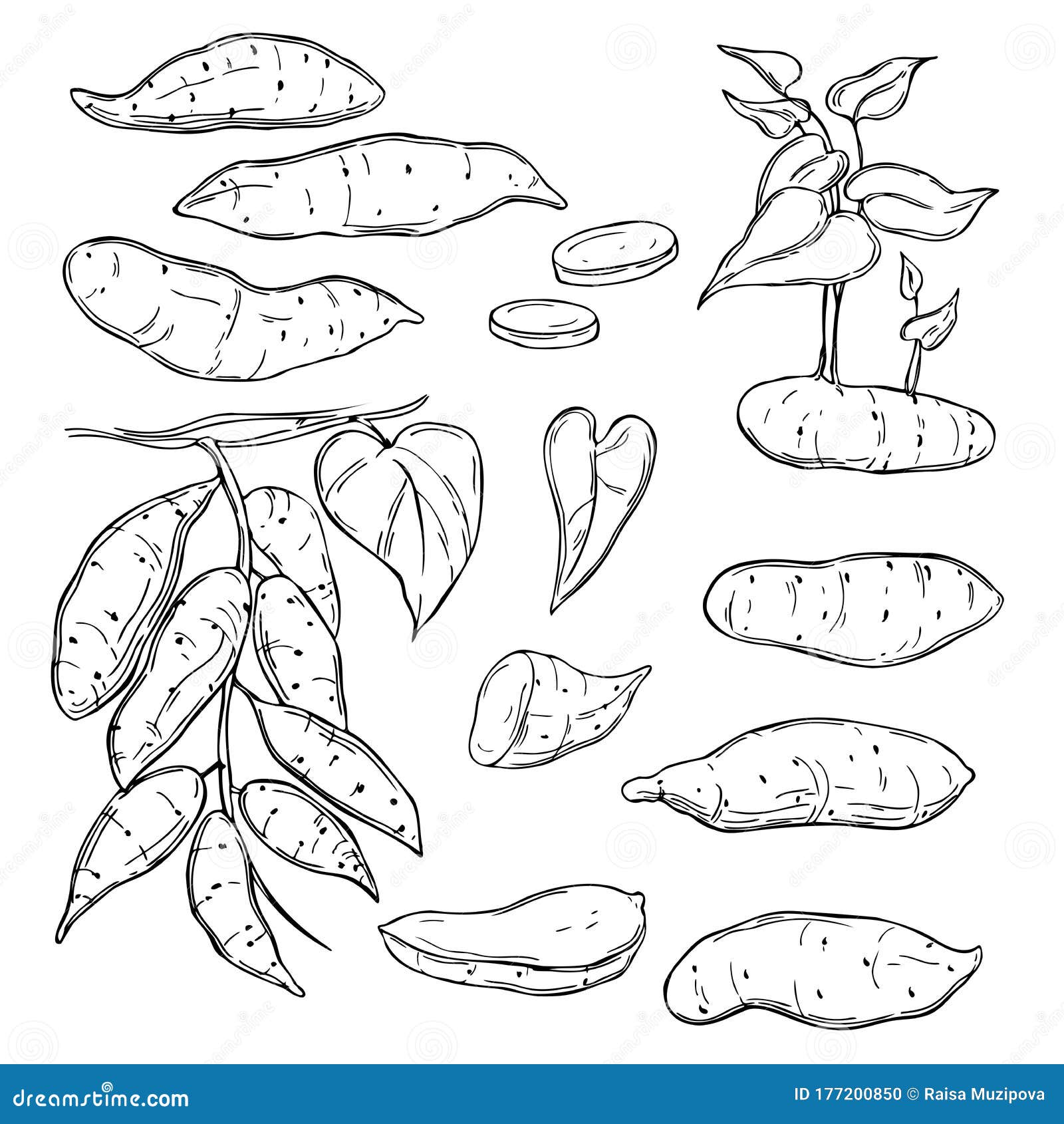 Hand Drawn Sweet Potato. Vector Illustration Stock Vector ...