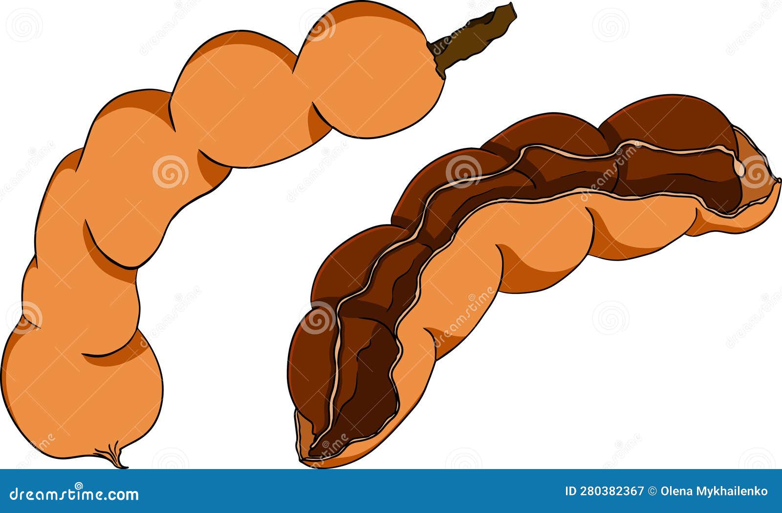Hand Drawn Tamarind, Tamarindus Indica. Vector Colored Illustration ...