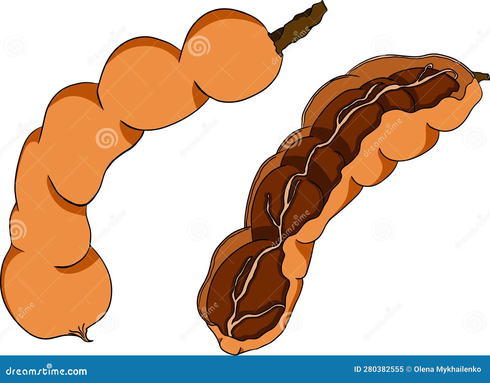 Hand Drawn Tamarind, Tamarindus Indica. Vector Colored Illustration ...