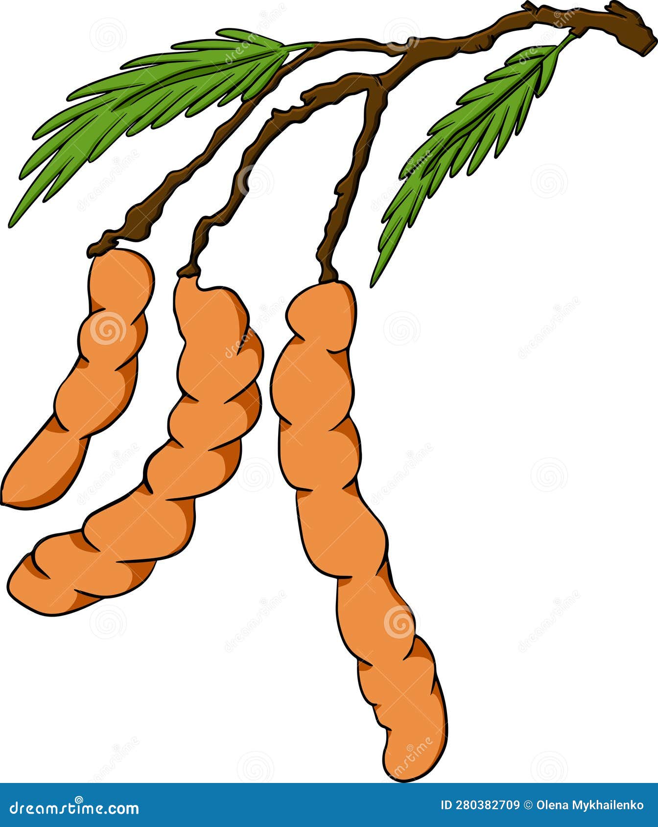 Hand Drawn Tamarind, Tamarindus Indica. Vector Colored Illustration ...