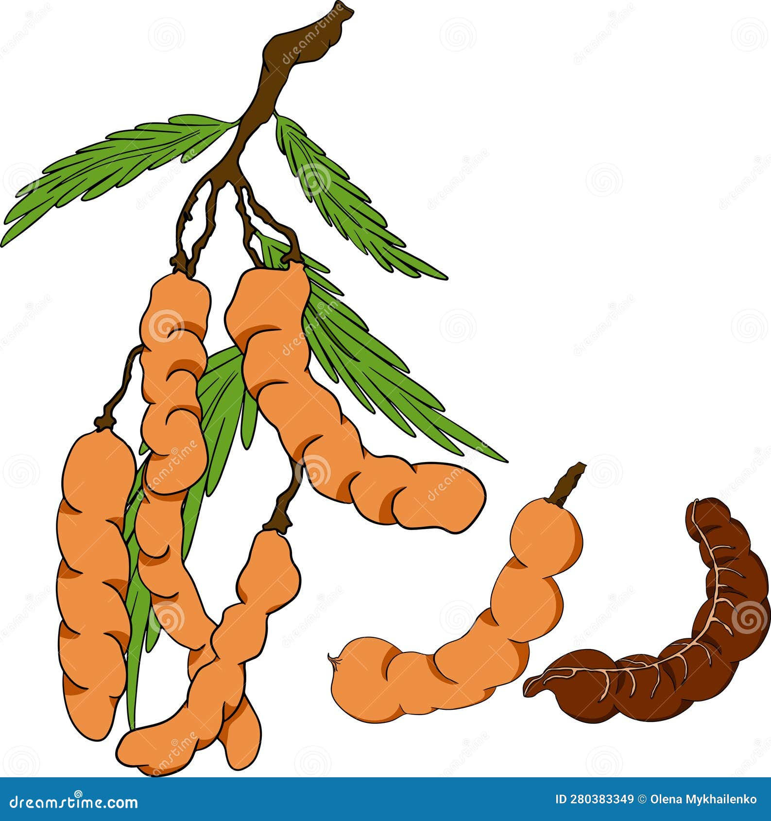 Hand Drawn Tamarind, Tamarindus Indica. Vector Colored Illustration ...
