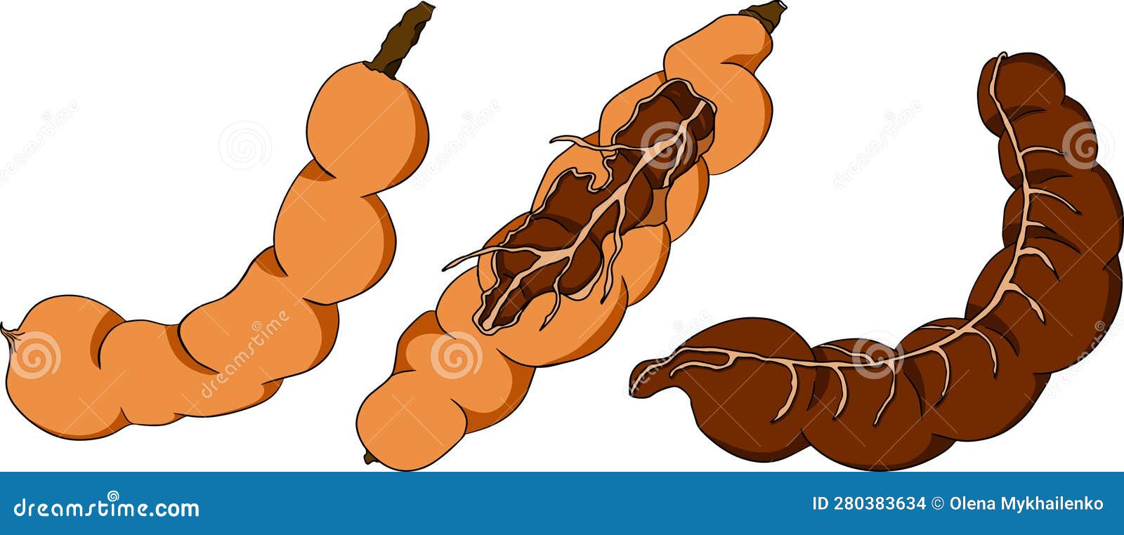 Hand Drawn Tamarind, Tamarindus Indica. Vector Colored Illustration ...