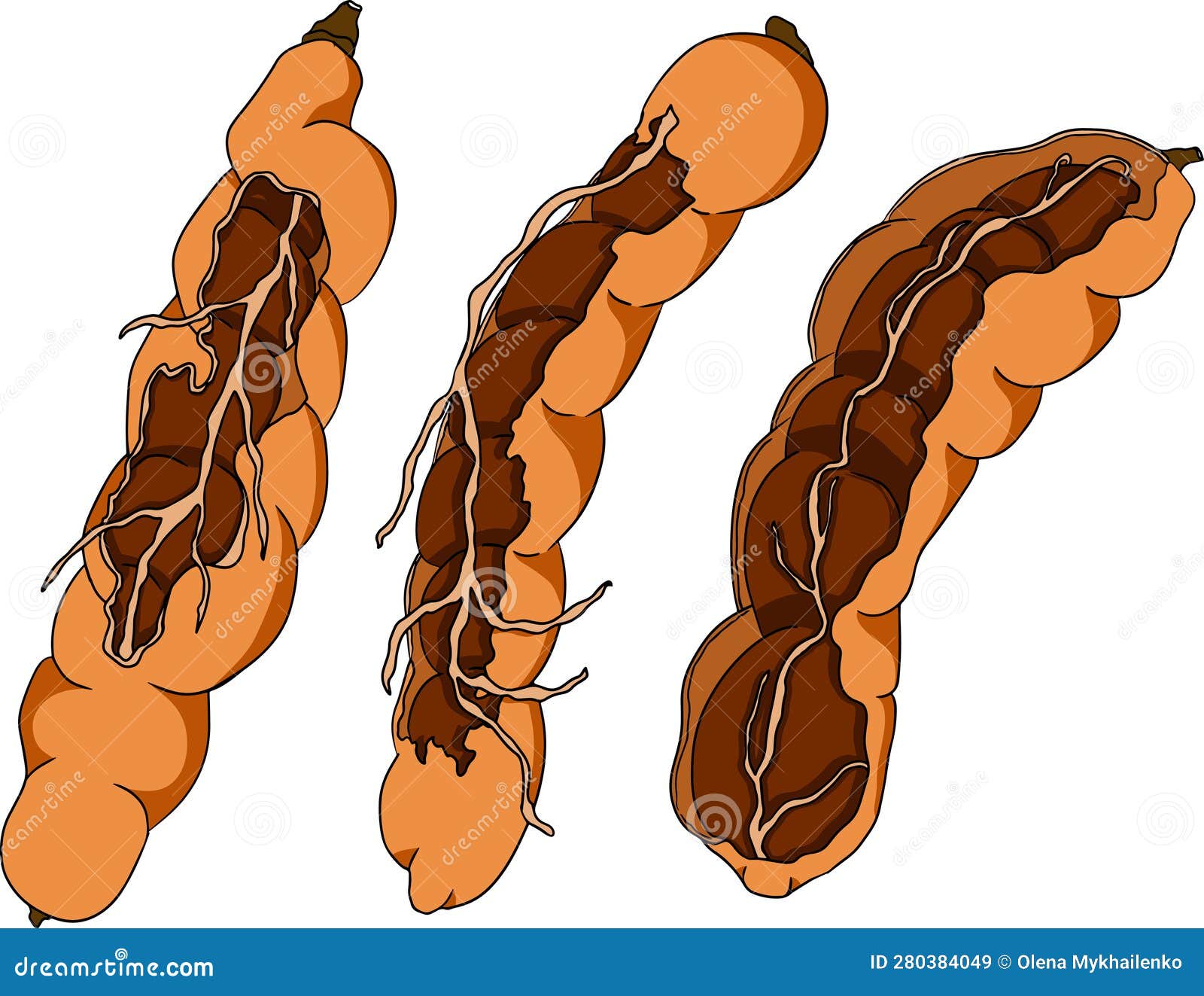 Hand Drawn Tamarind, Tamarindus Indica. Vector Colored Illustration ...
