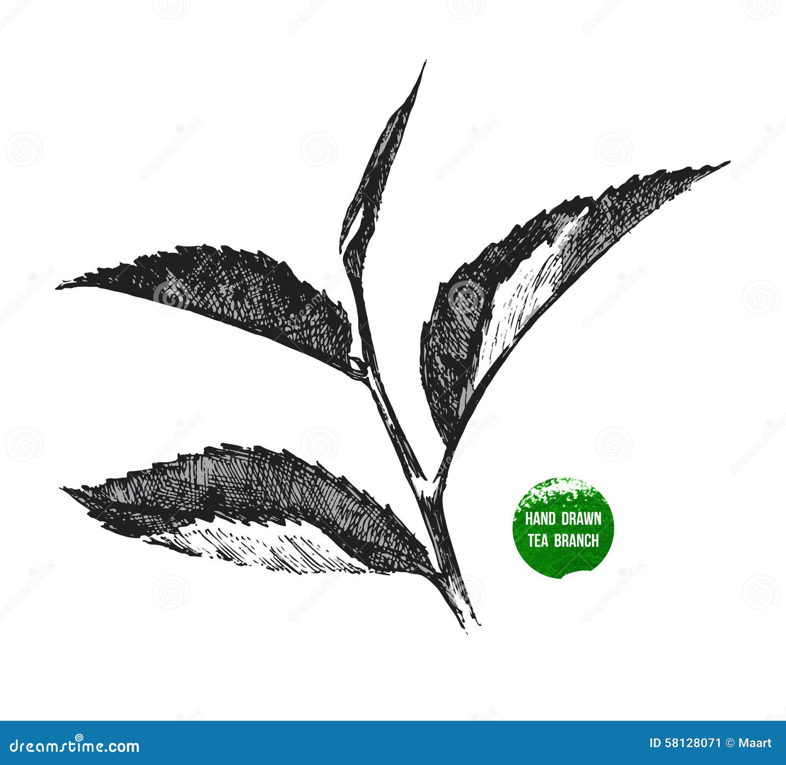 Hand drawn tea leaf stock vector. Illustration of food - 58128071