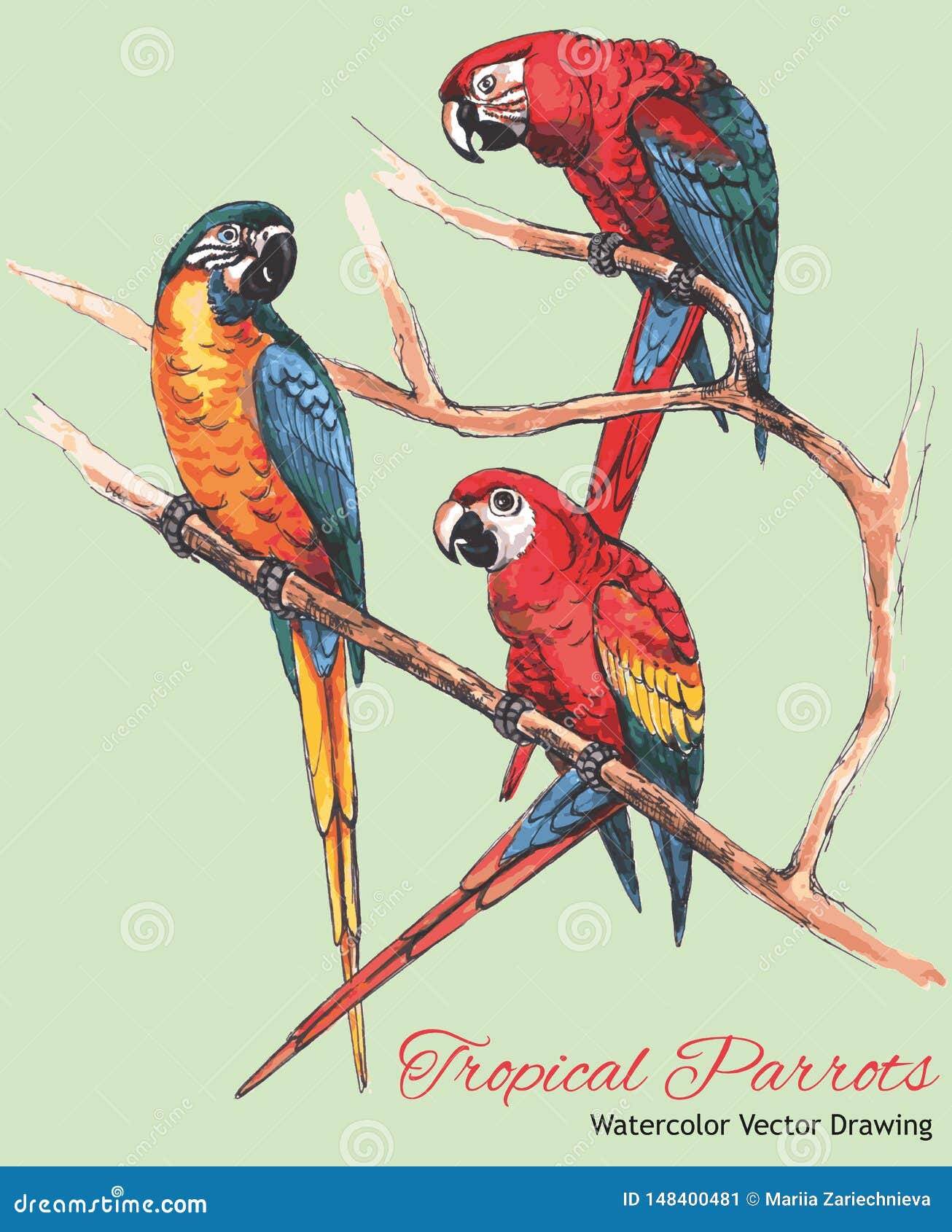 Hand Drawn Three Ara Parrots on a Tree Branch Stock Vector ...