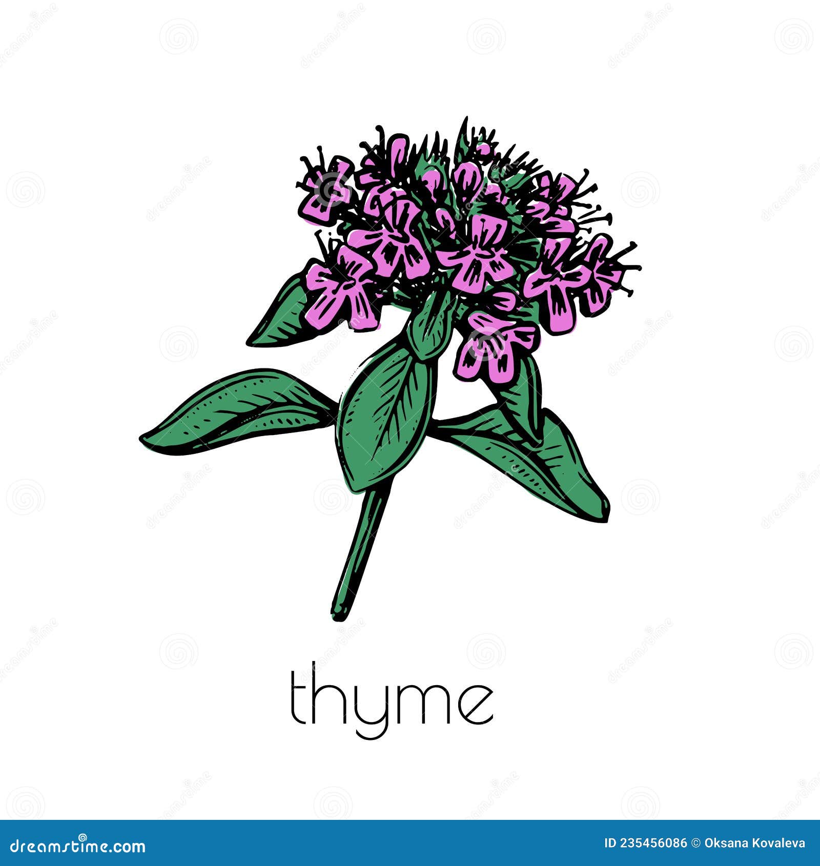 Hand Drawn Thyme Sketch. Vector Graphic Illustration. White Background ...