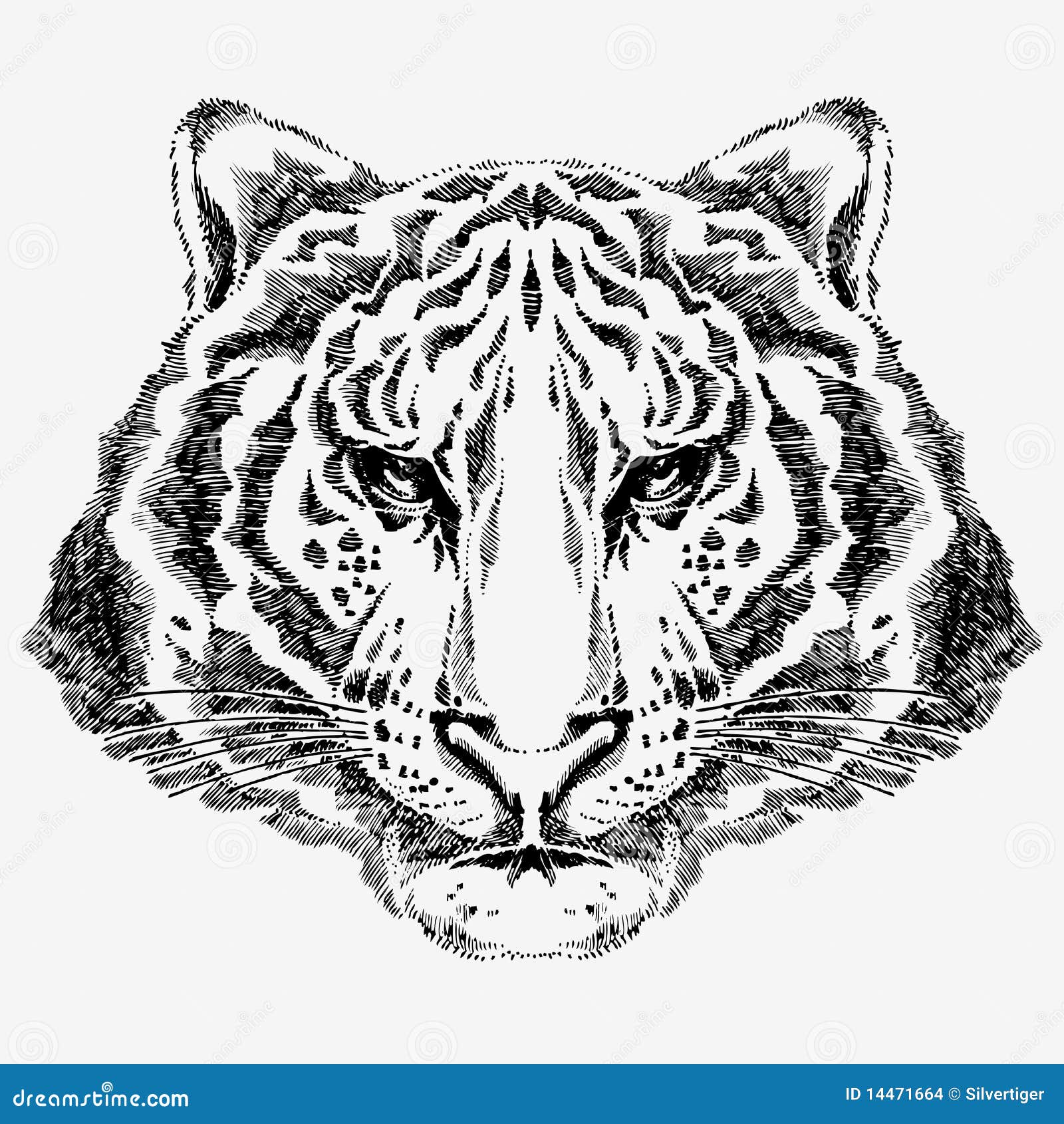 Hand drawn tiger stock vector. Illustration of animal - 14471664