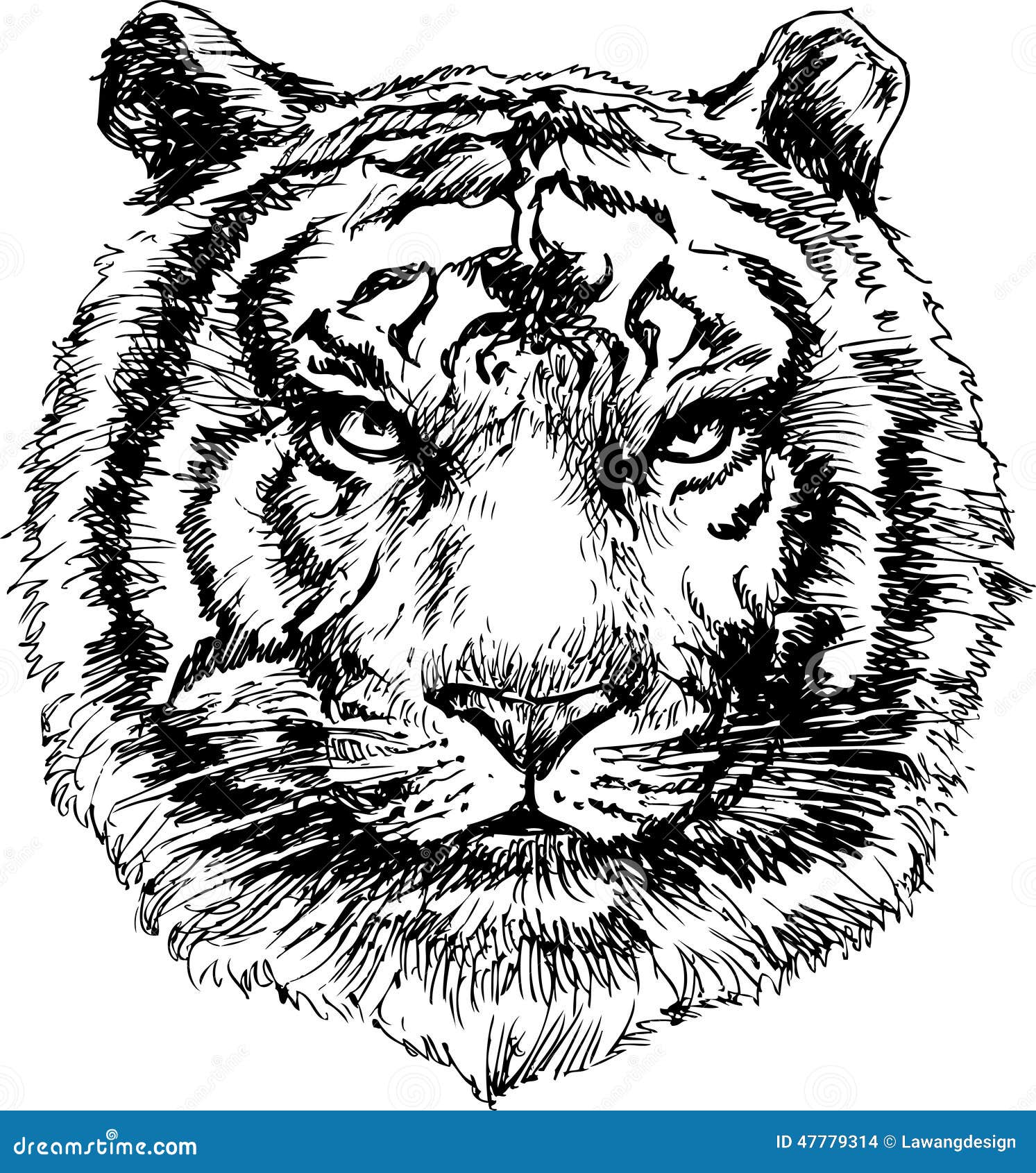 Hand drawn tiger head stock vector. Illustration of drawing - 47779314