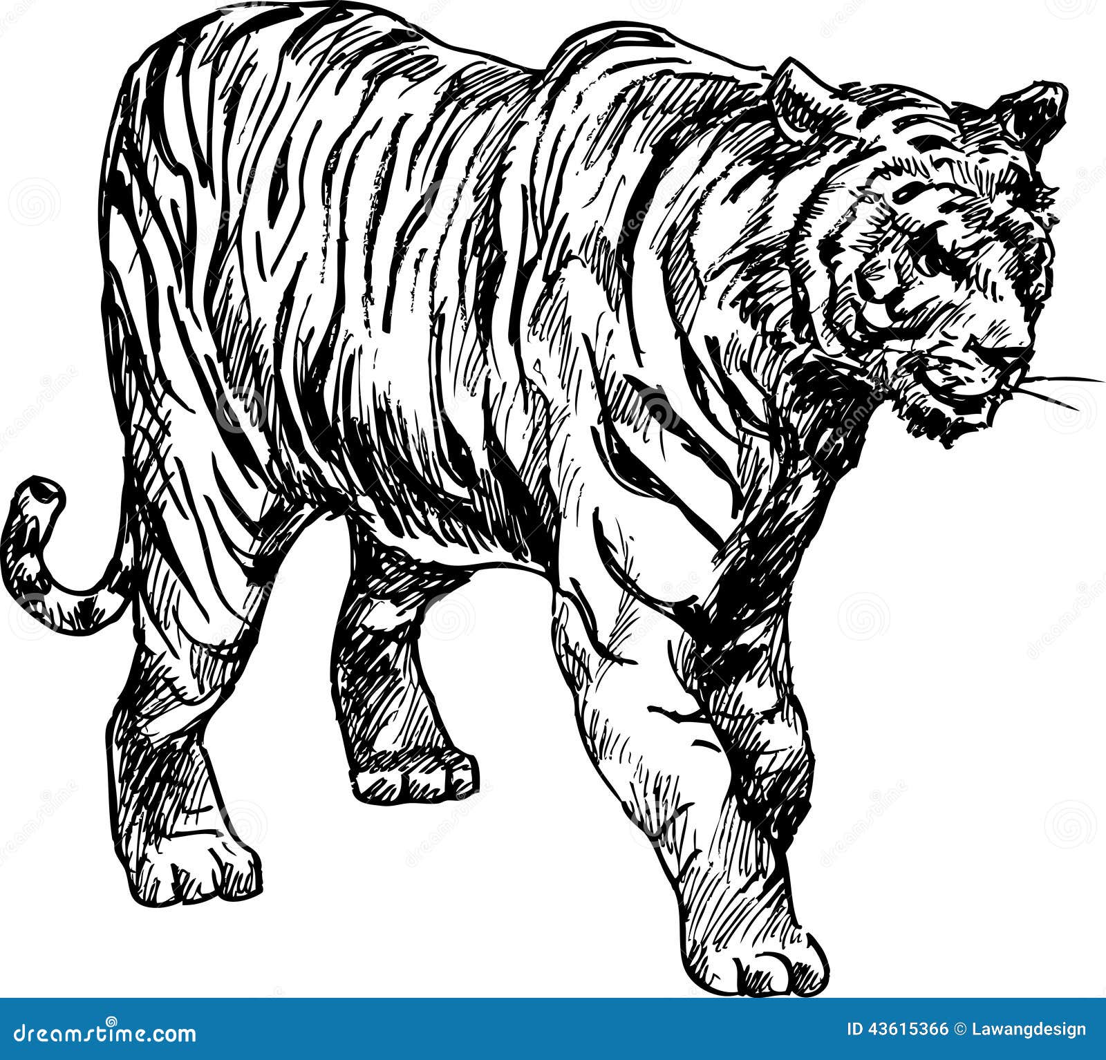 Hand drawn tiger stock vector. Illustration of drawing - 43615366