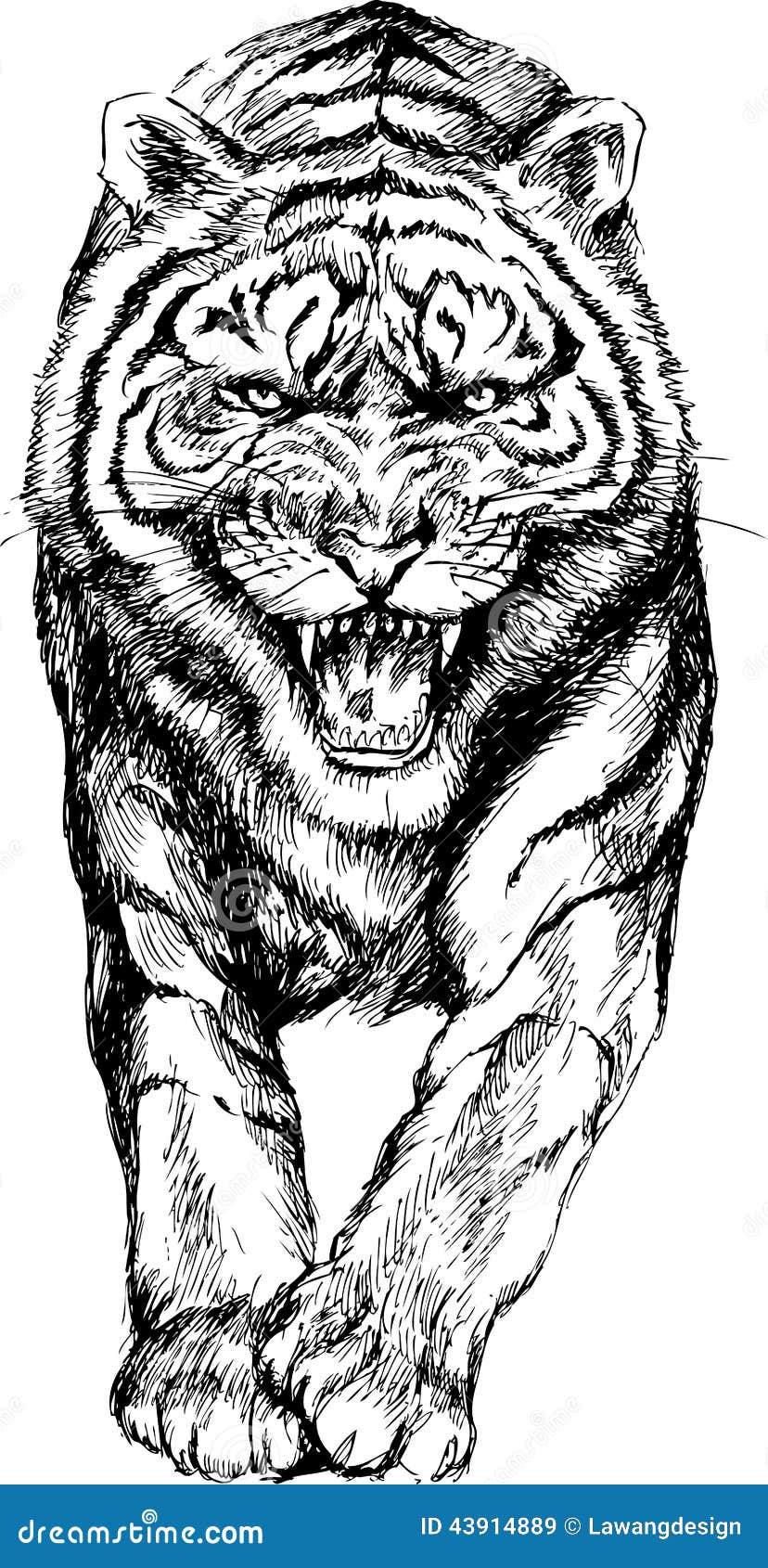 Hand drawn tiger stock vector. Illustration of closeup - 43914889