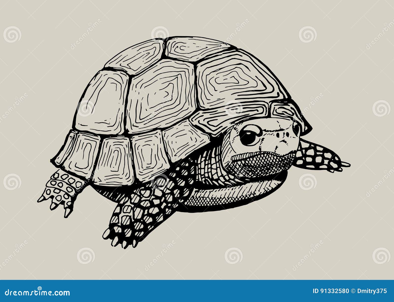 Hand drawn tortoise stock vector. Illustration of reptile - 91332580