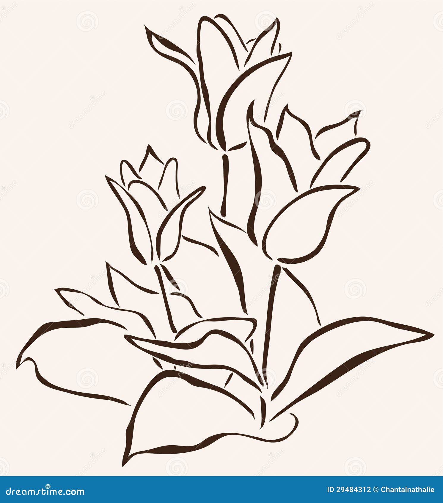 Hand drawn tulip stock vector. Illustration of design - 29484312