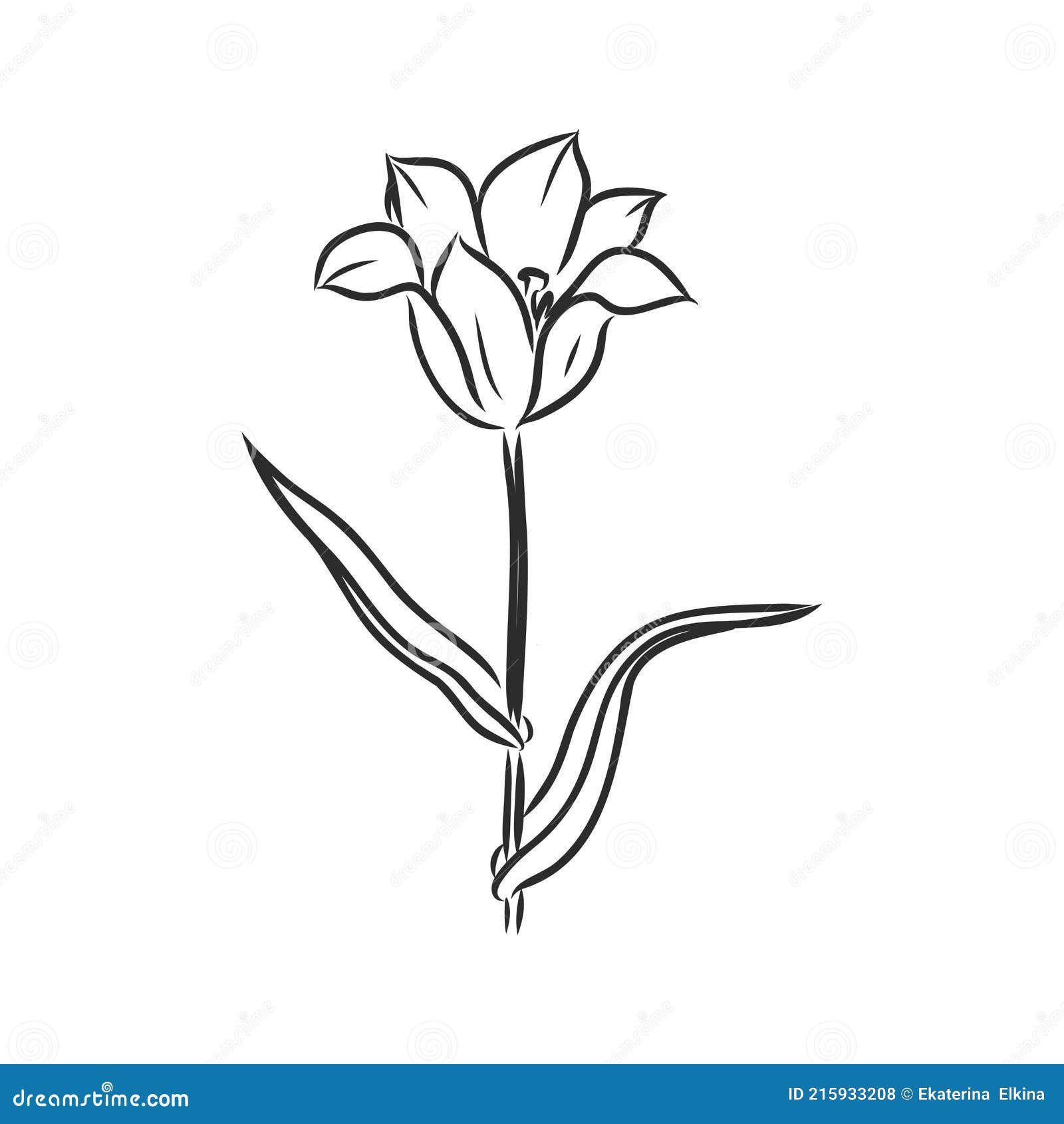 Hand Drawn Tulips. Vector Tulip Vector Sketch on a White Background ...