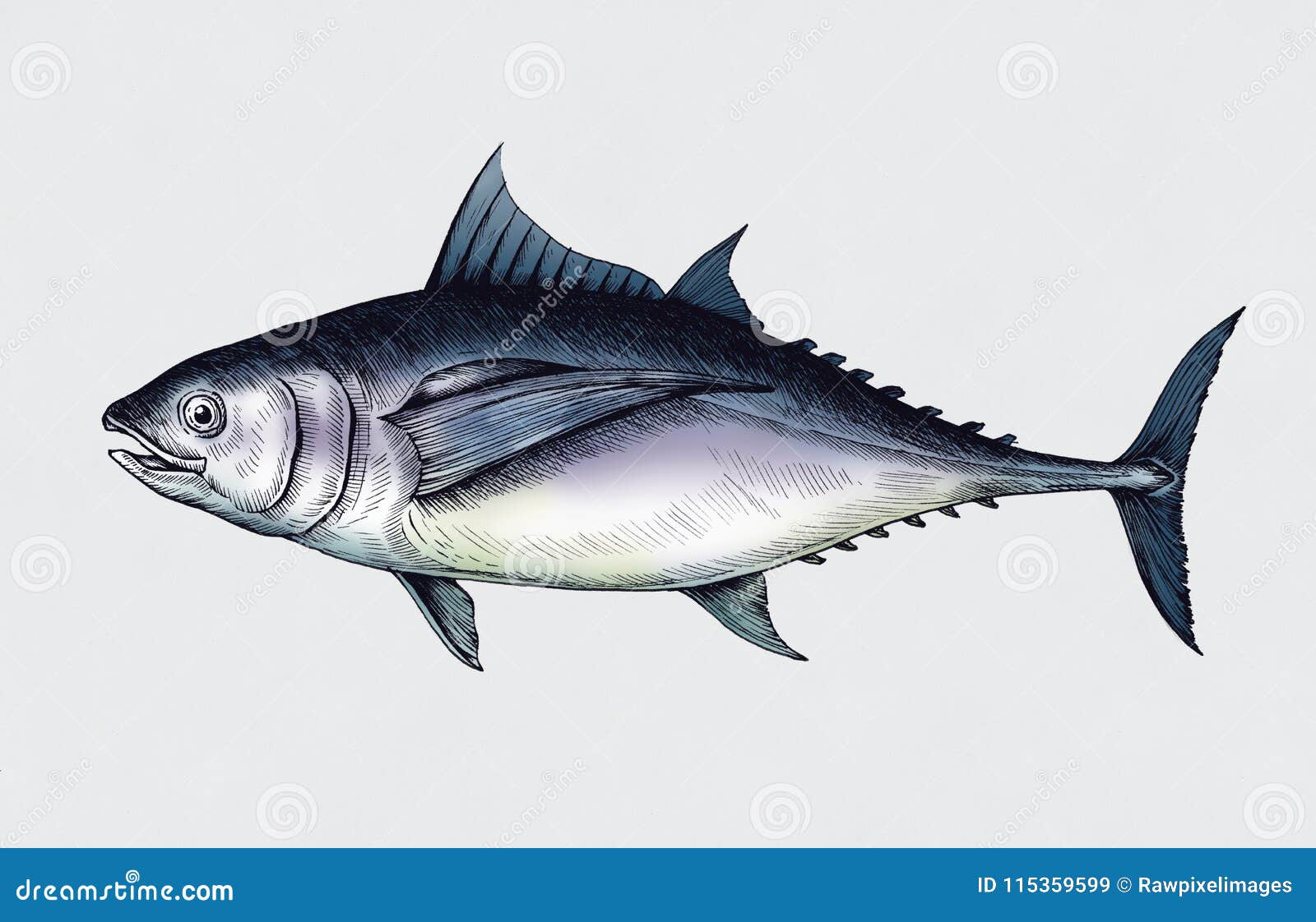 Hand Drawn Tuna Fish Illustration Stock Illustration - Illustration of ...