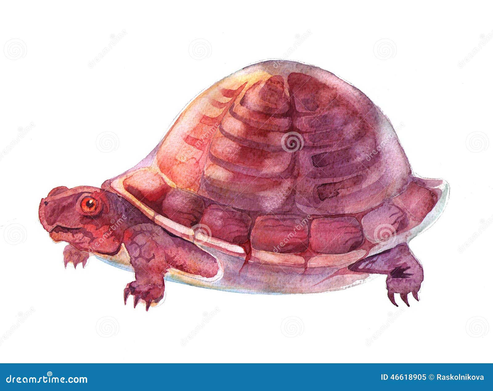 Hand drawn turtle stock illustration. Illustration of country - 46618905