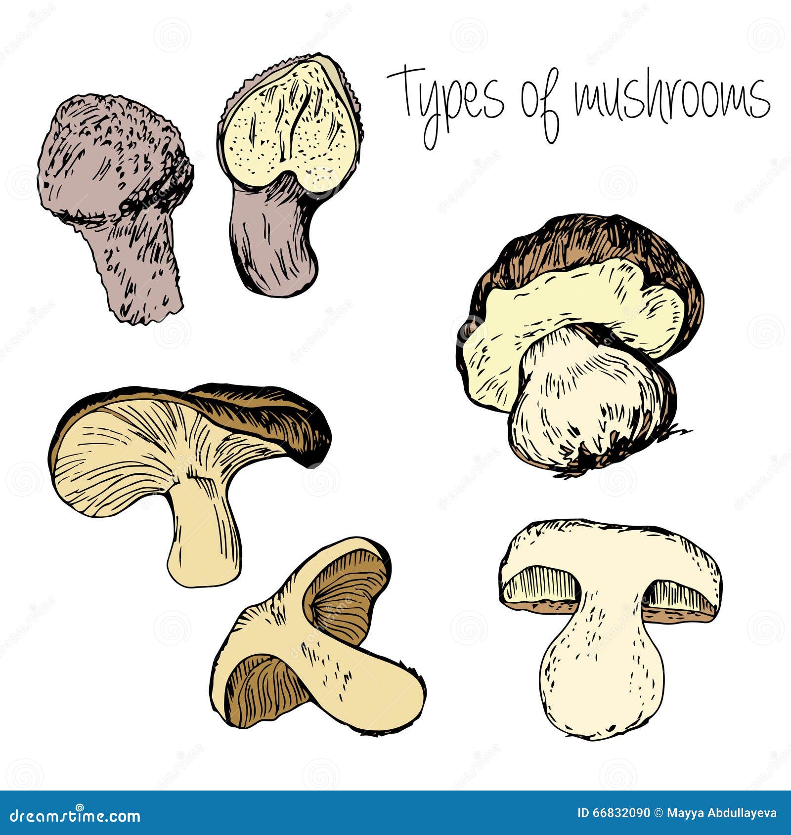 Hand Drawn Types of Mushrooms Stock Vector - Illustration of nature ...