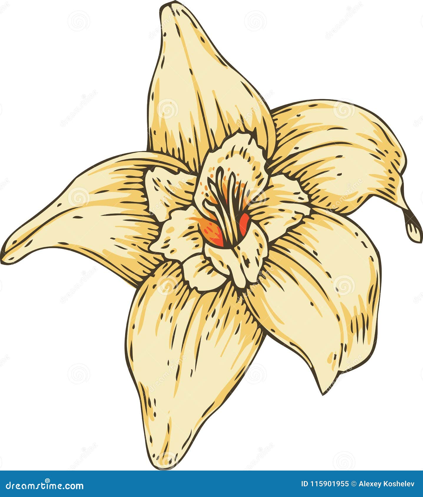 Hand Drawn Vanilla Flower stock vector. Illustration of spice - 115901955