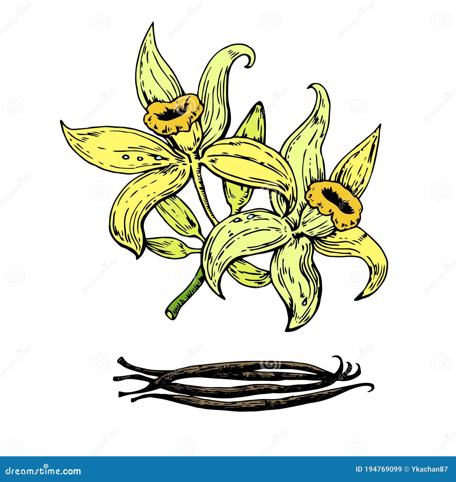 Hand Drawn Vanilla Flowers with Pods. Vector Illustration. Stock Vector ...