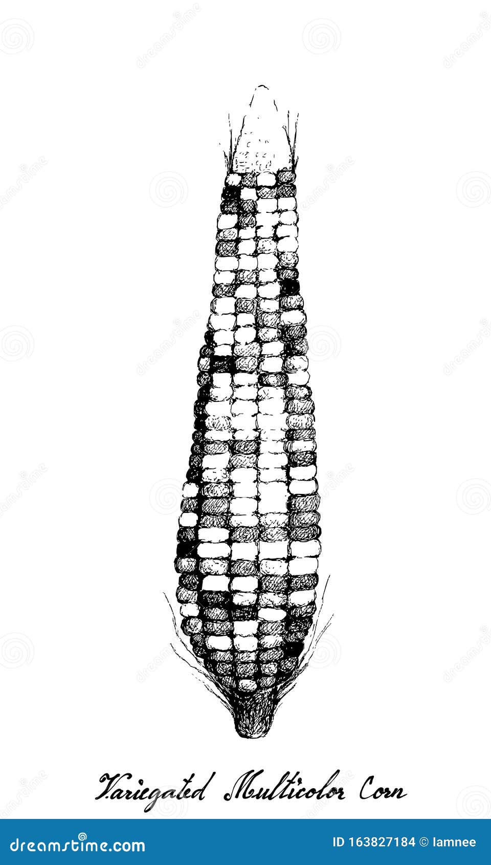Hand Drawn of Variegated Maize or Multicolor Corn Stock Vector ...