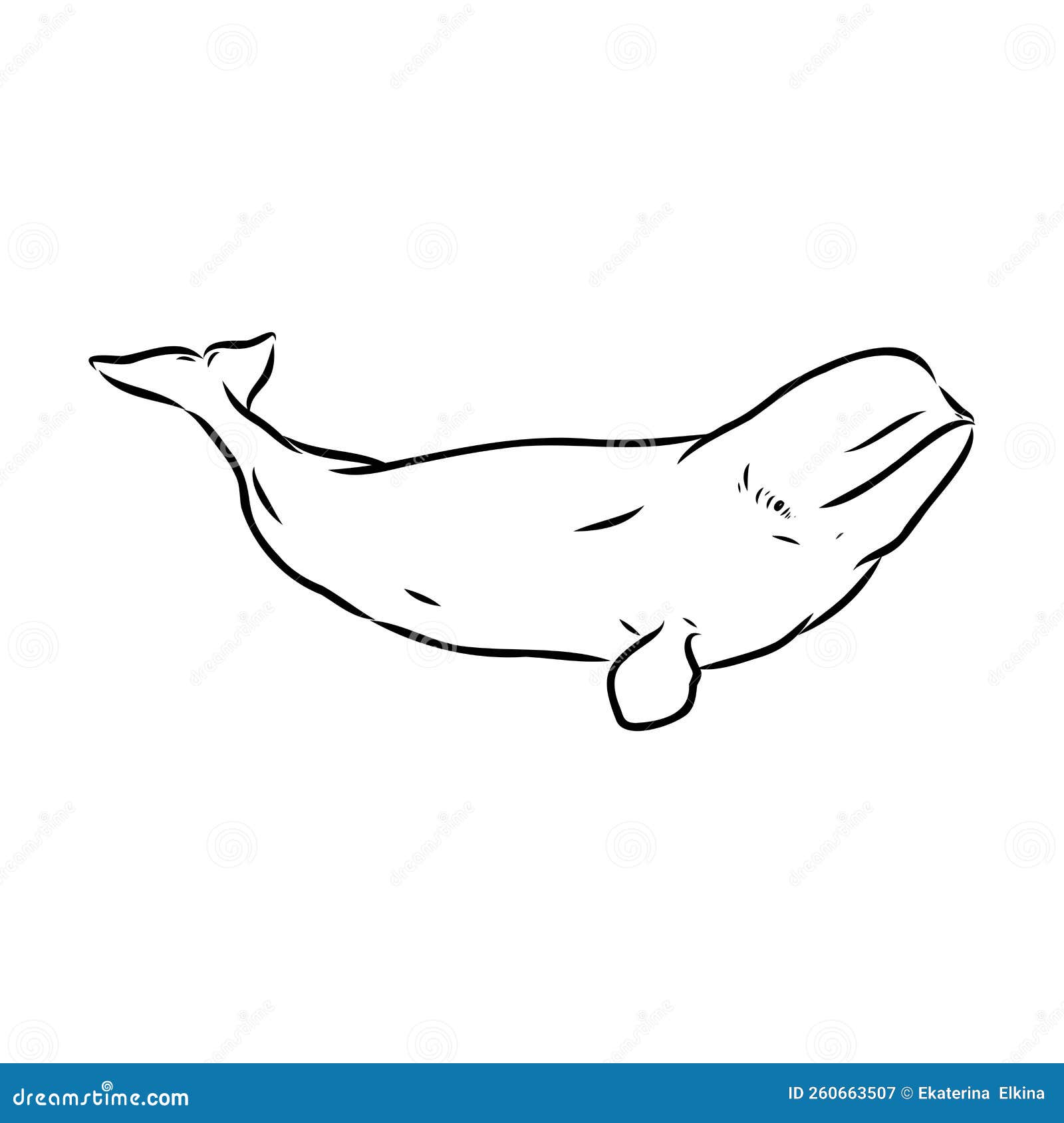Hand Drawn Vector Beluga Whale Sketch Engraving Illustration Of Whale Beluga Whale Vector