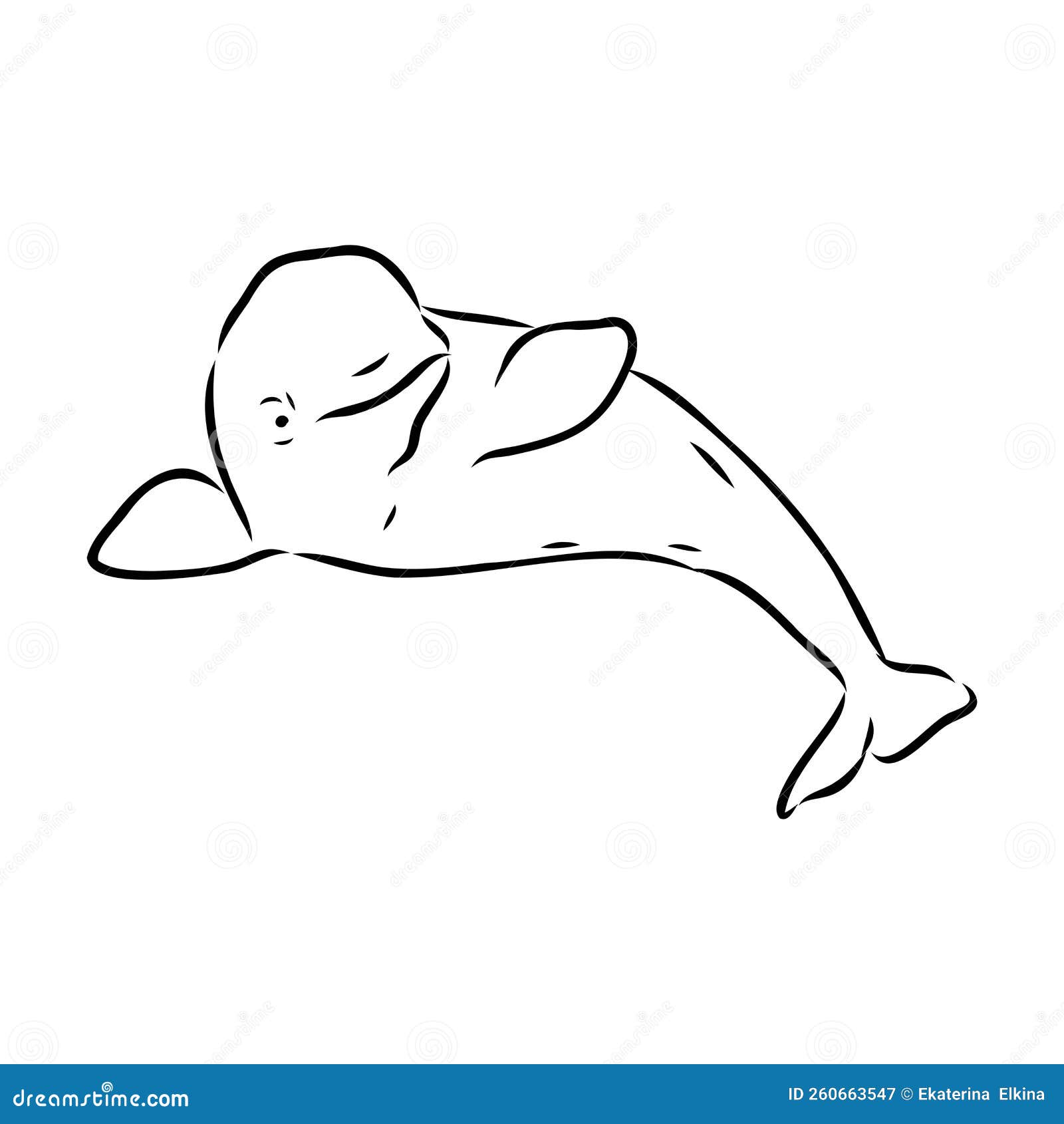 Hand Drawn Vector Beluga Whale. Sketch Engraving Illustration of Whale ...
