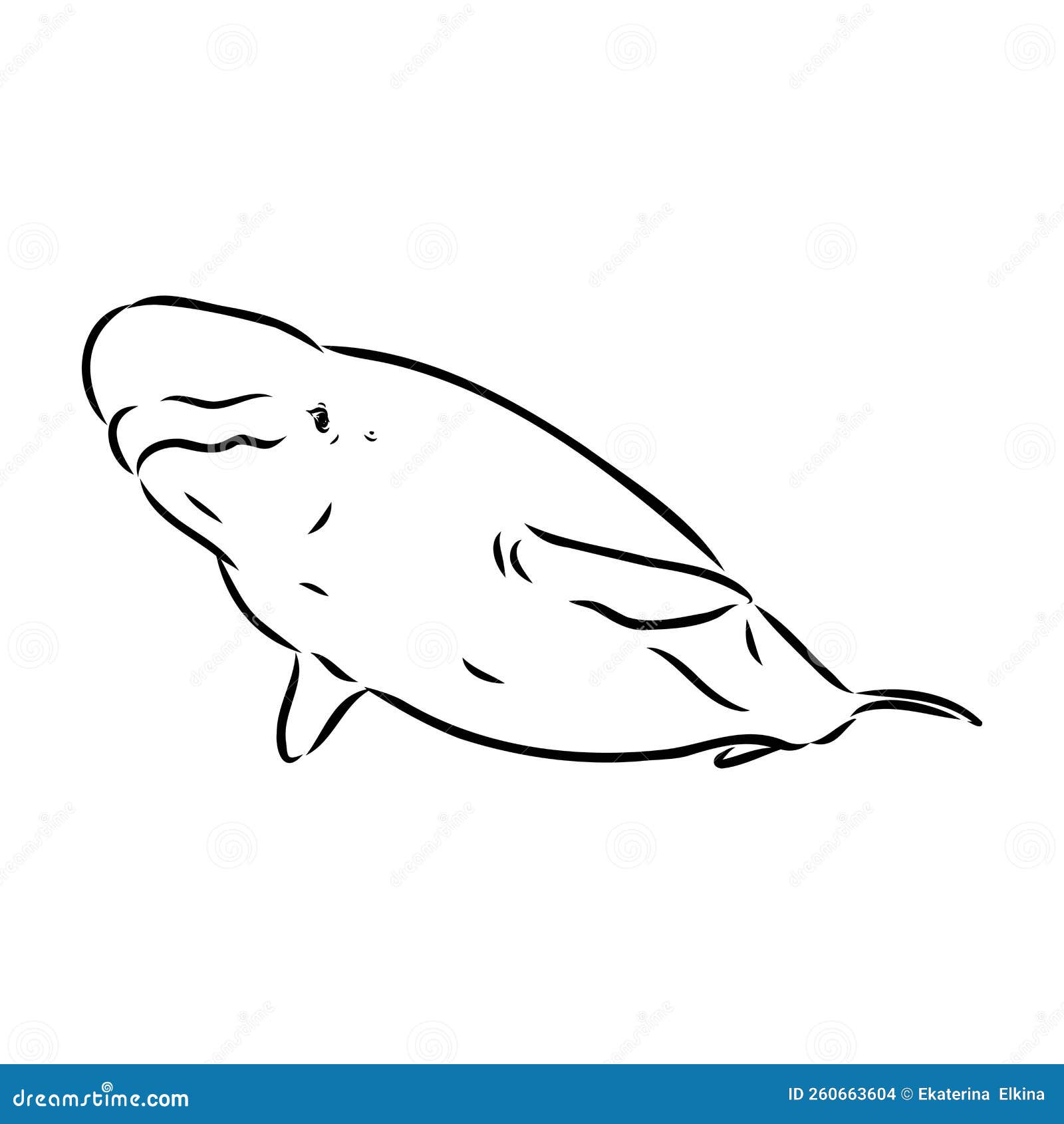 Hand Drawn Vector Beluga Whale. Sketch Engraving Illustration of Whale ...