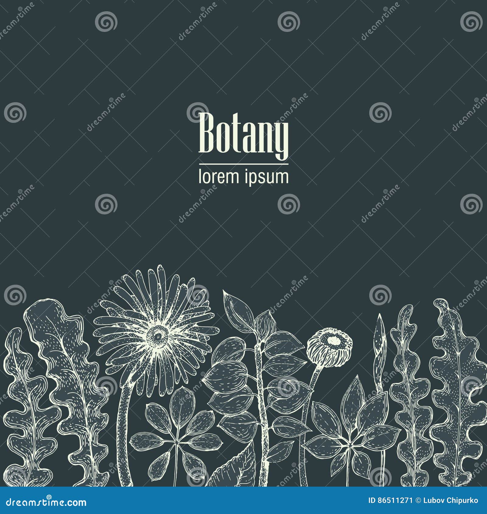 Hand Drawn Vector Botany Illustration. Vintage Background. Stock Vector ...